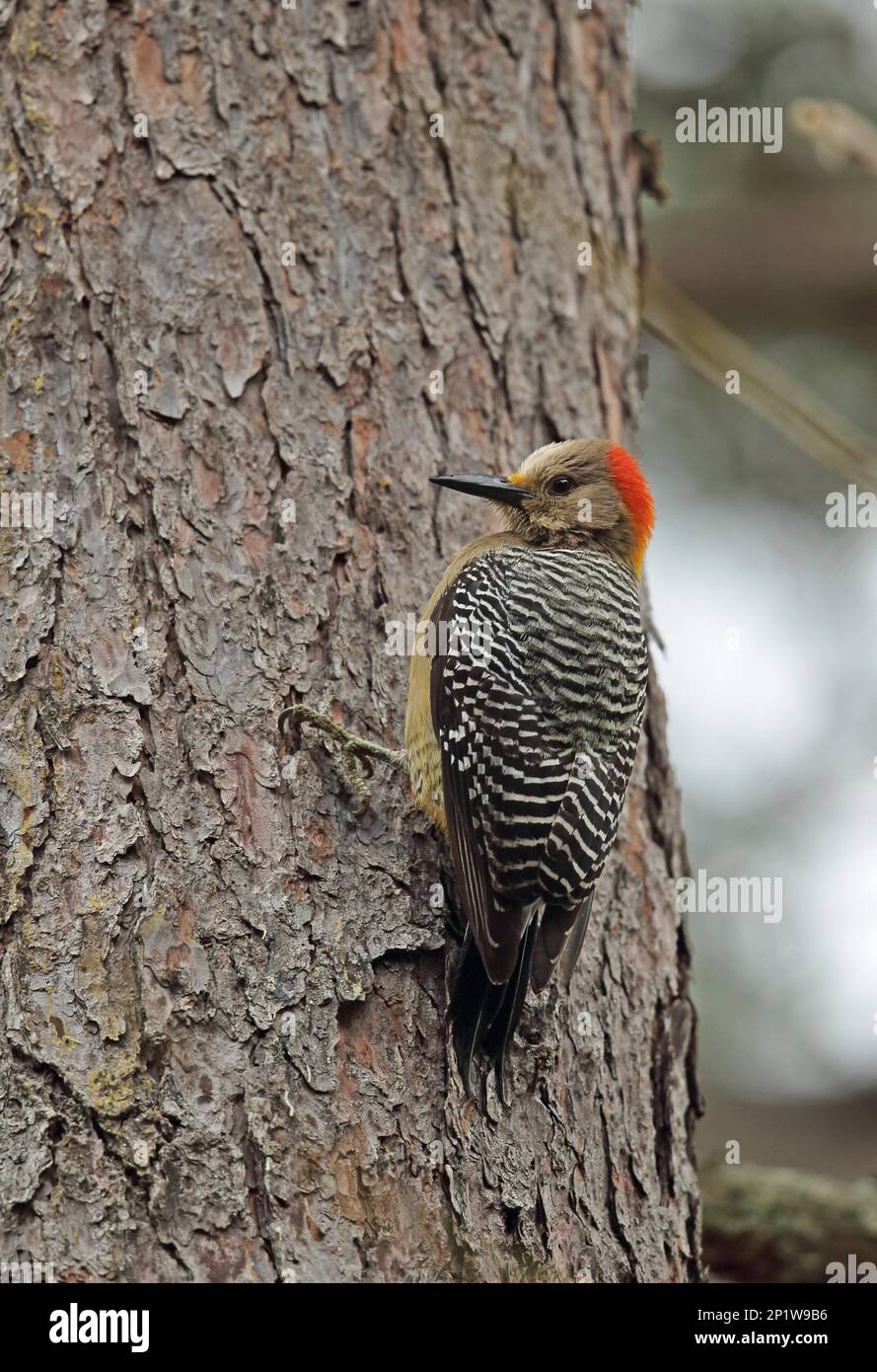 National bird of honduras hi-res stock photography and images - Alamy