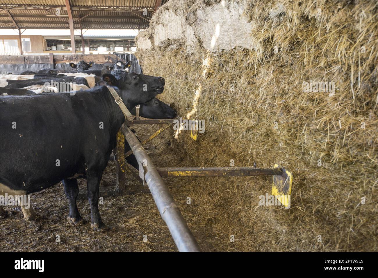 Domestic cattle, dairy cows, self-feeding herd at silage clamp ...