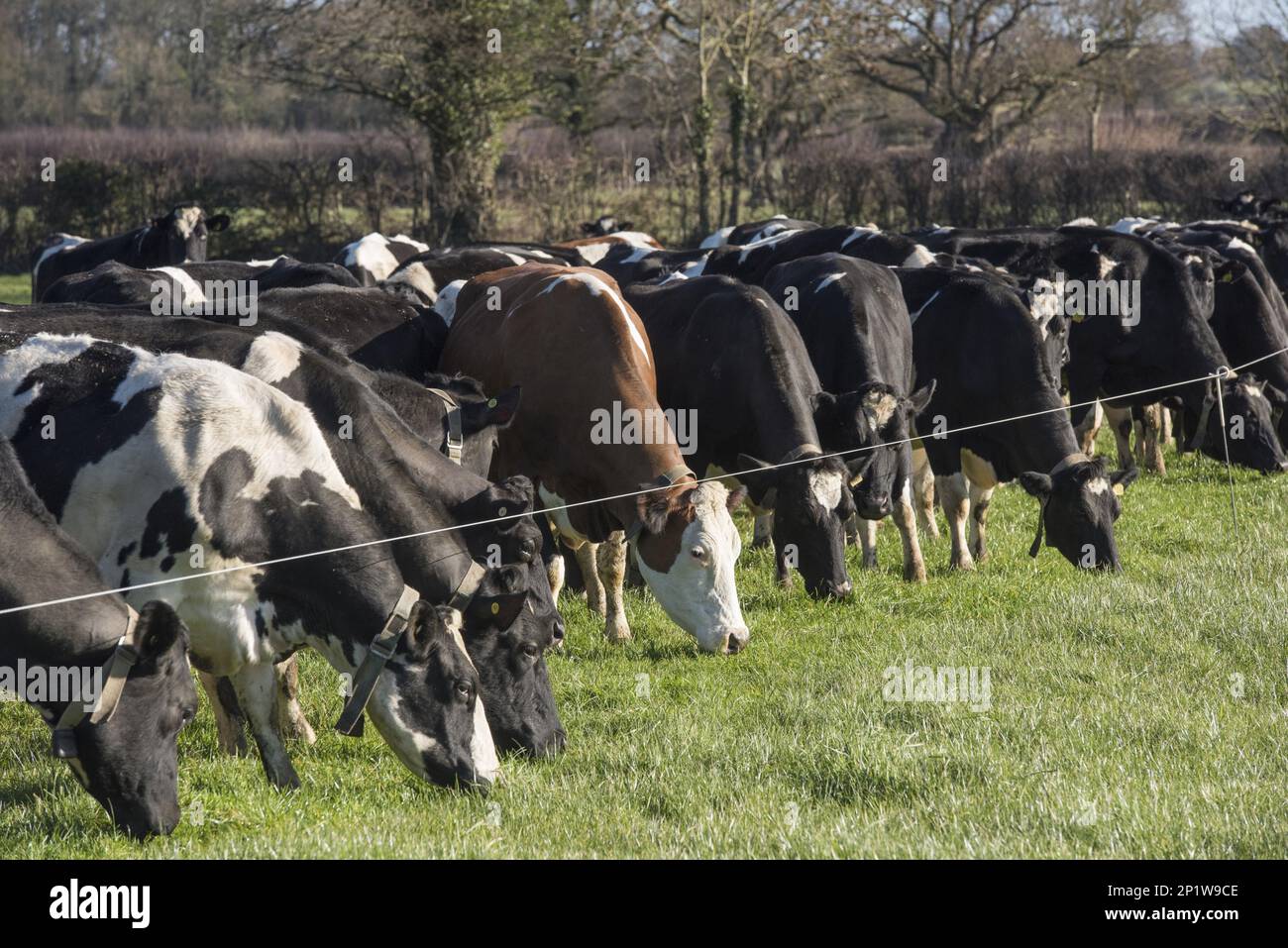 Domestic cattle, dairy cows, herd strips grazing next to electric fence ...