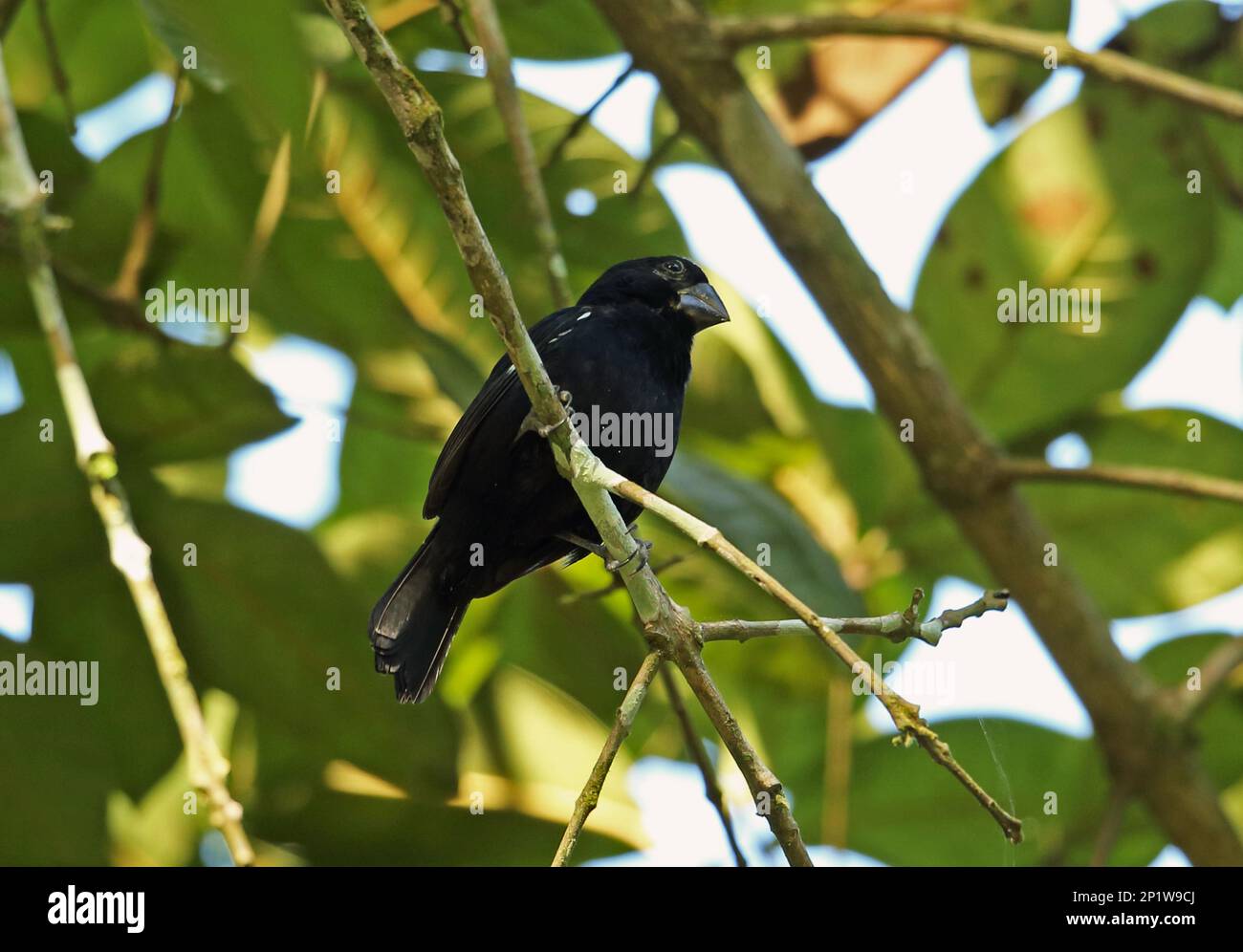 Thick-billed seed finch (Oryzoborus funereus funereus), adult male ...