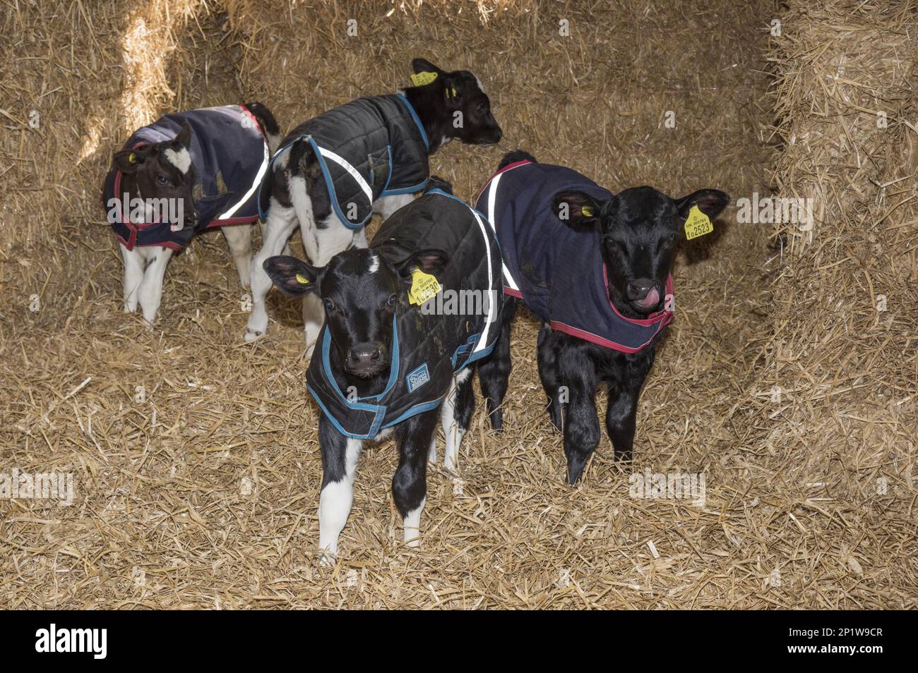 Domestic cattle, four dairy calves, wearing coats, standing on straw ...