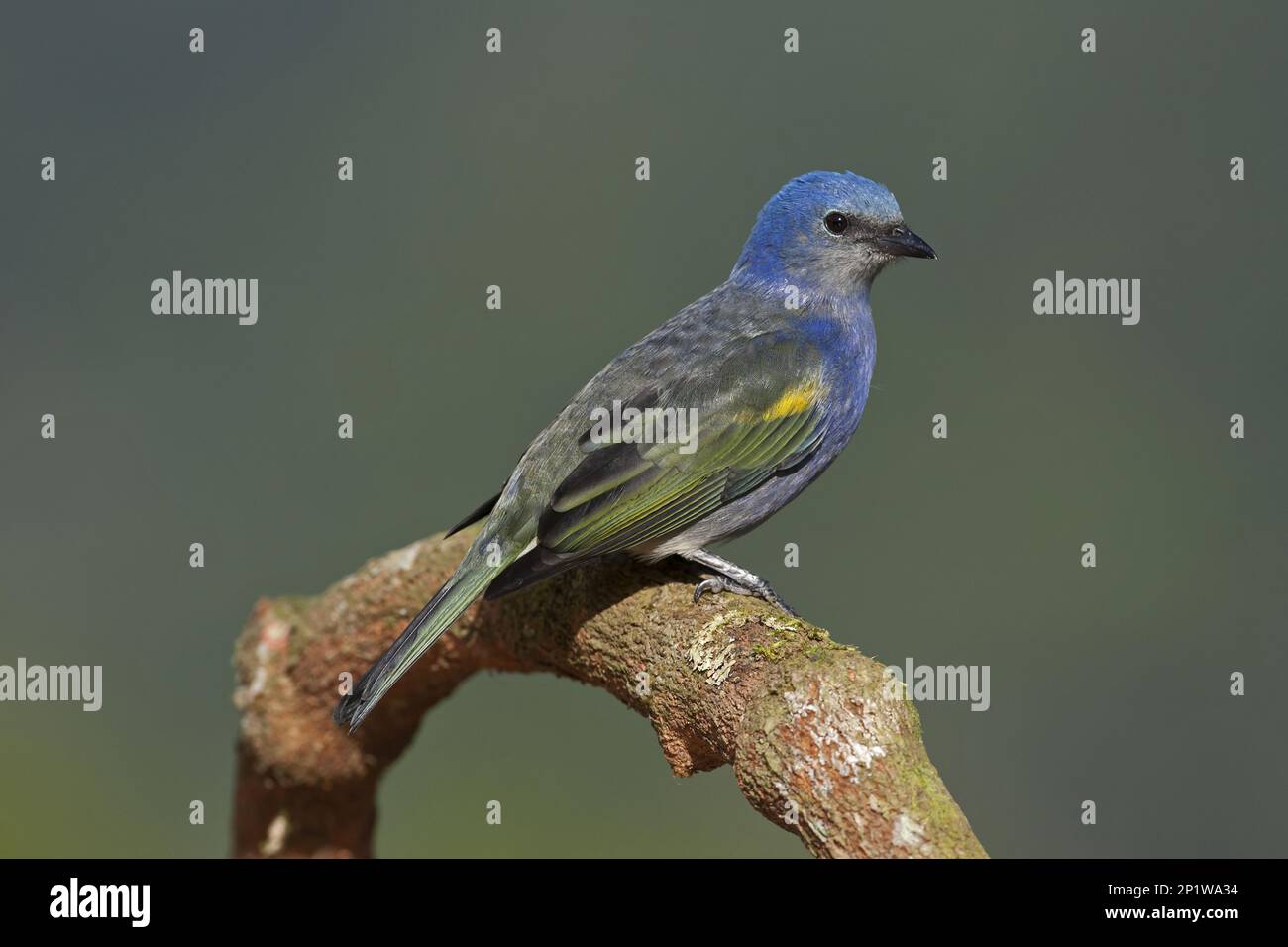 Golden-chevroned Tanager (Thraupis ornata), perched Brazil Stock Photo ...