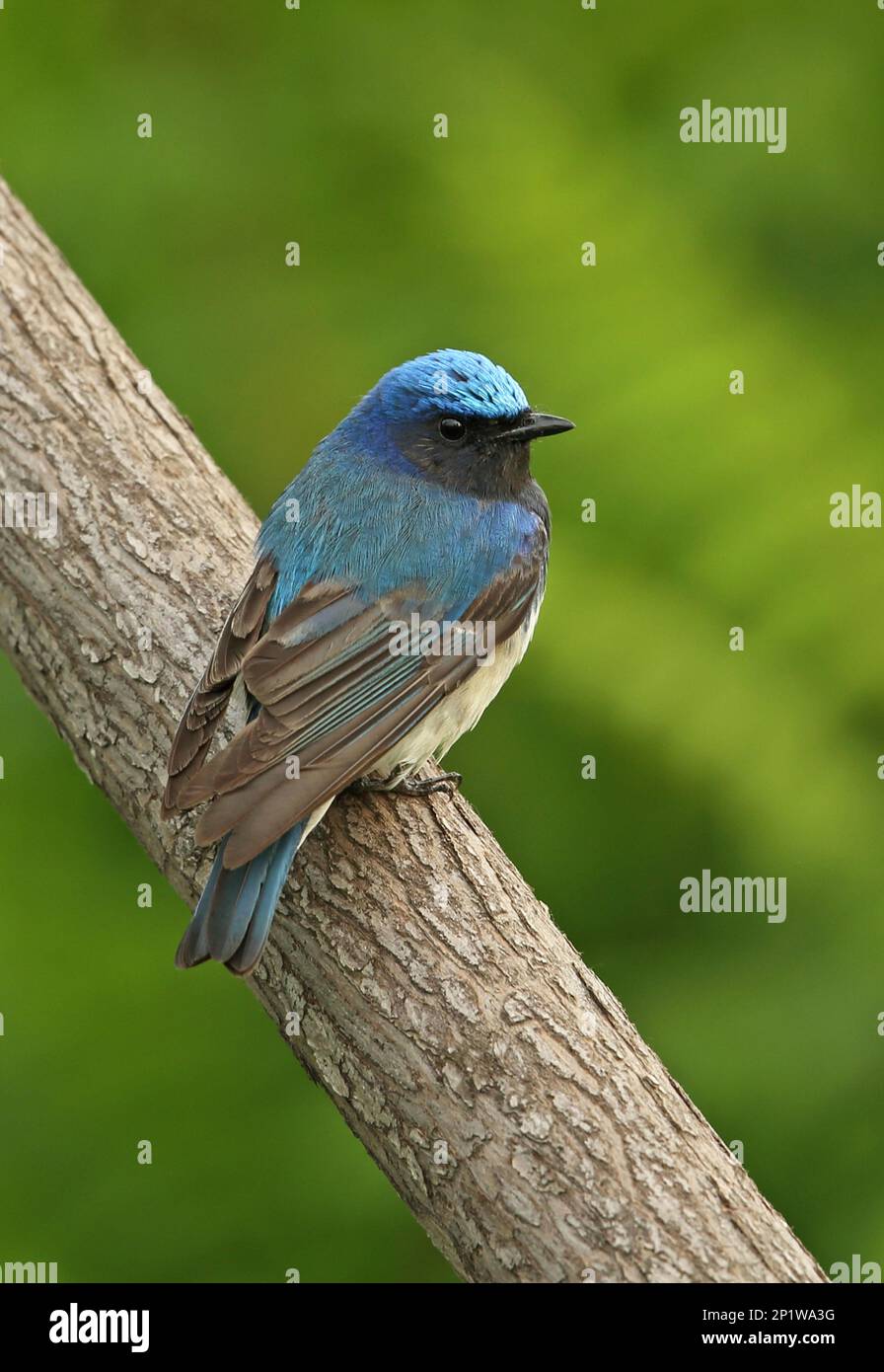 Turquoise blue flycatcher hi-res stock photography and images - Alamy