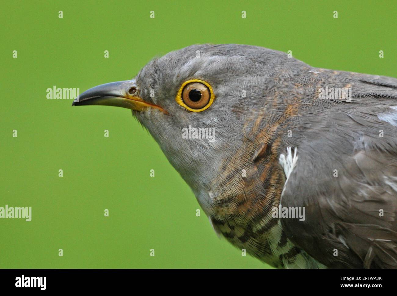 Common cuckoo (Cuculus canorus canorus) Close-up of adult female head ...
