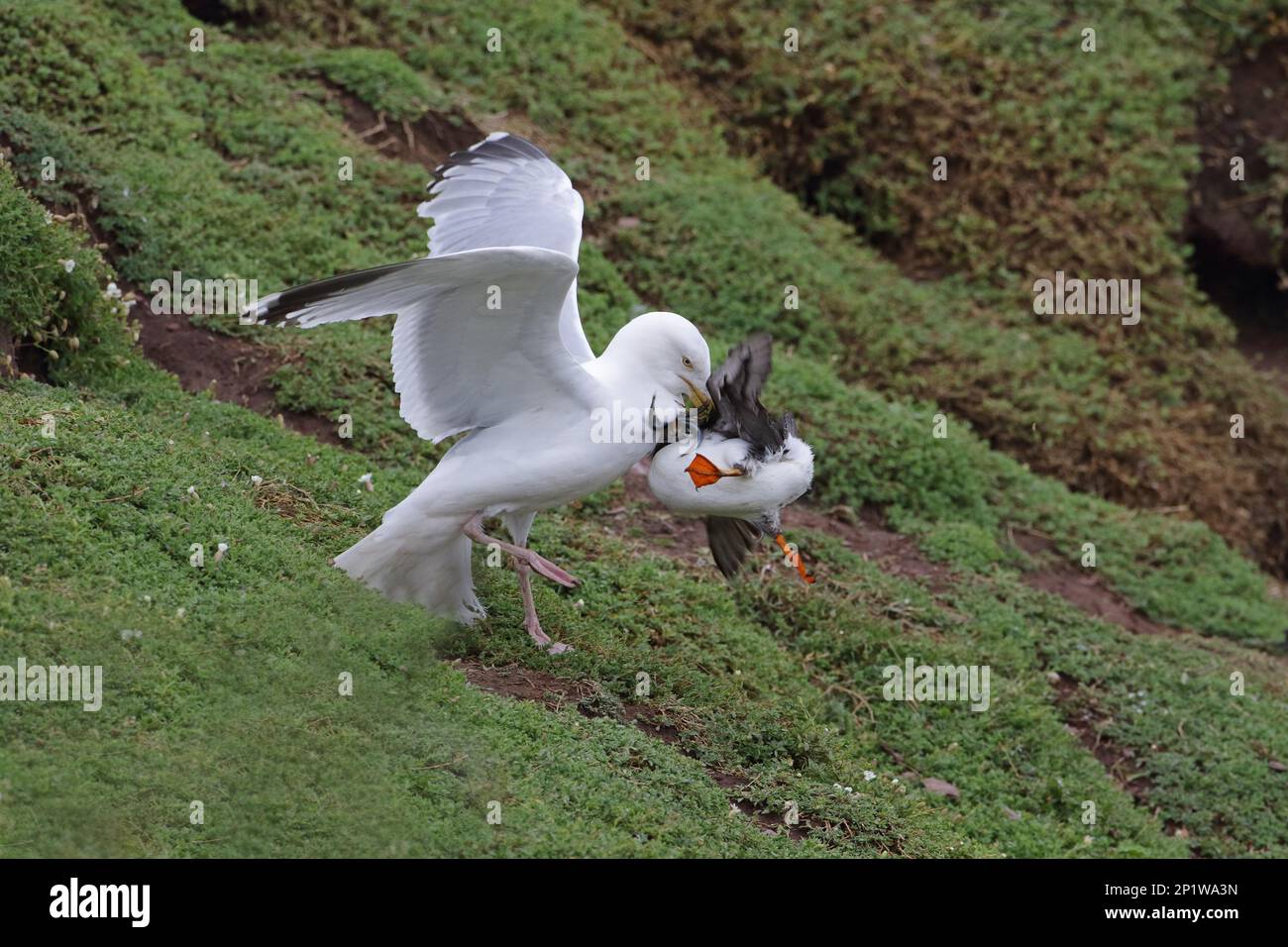 European european herring gull (Larus argentatus), adult summer plumage, attacks Puffin ...