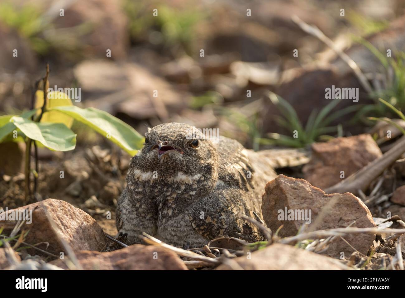 Savanna nightjar (Caprimulgus affinis), adult sitting on ground, Tadoba ...