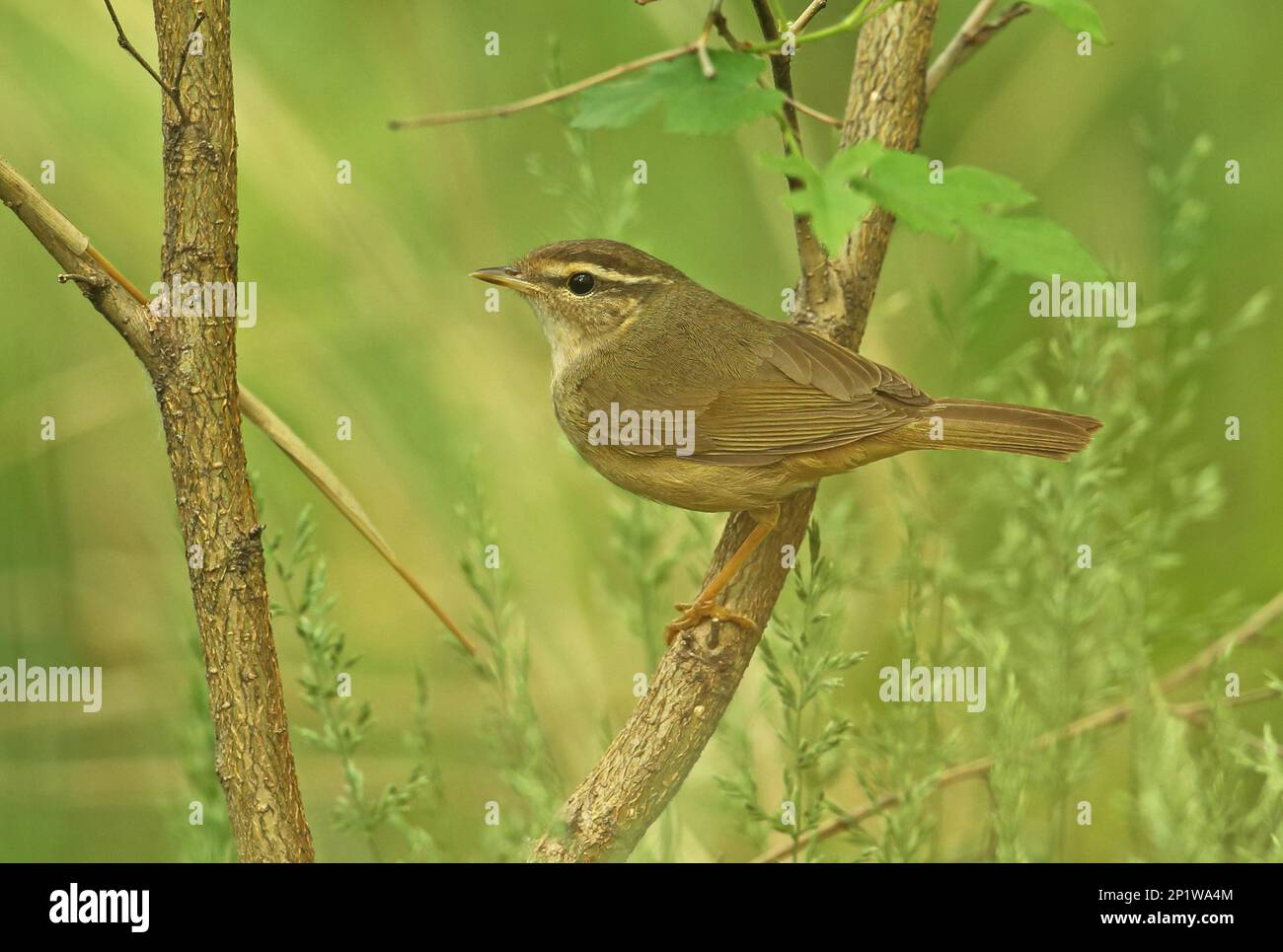 Radde's warbler (Phylloscopus schwarzi), songbirds, animals, birds ...