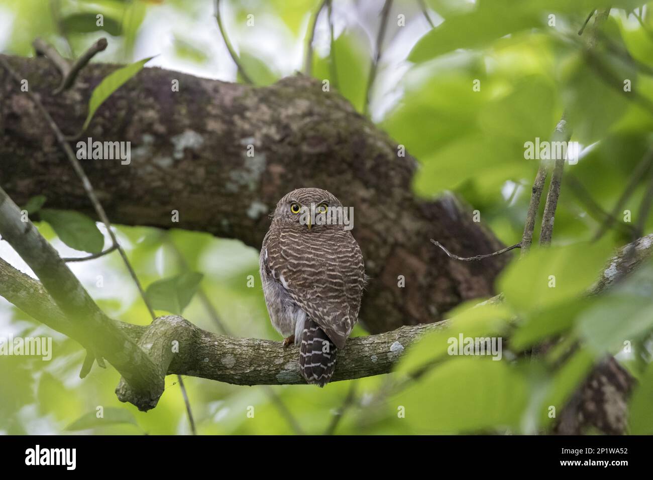 Asian barred owlet (Glaucidium cuculoides) perched on branch, Kaziranga ...