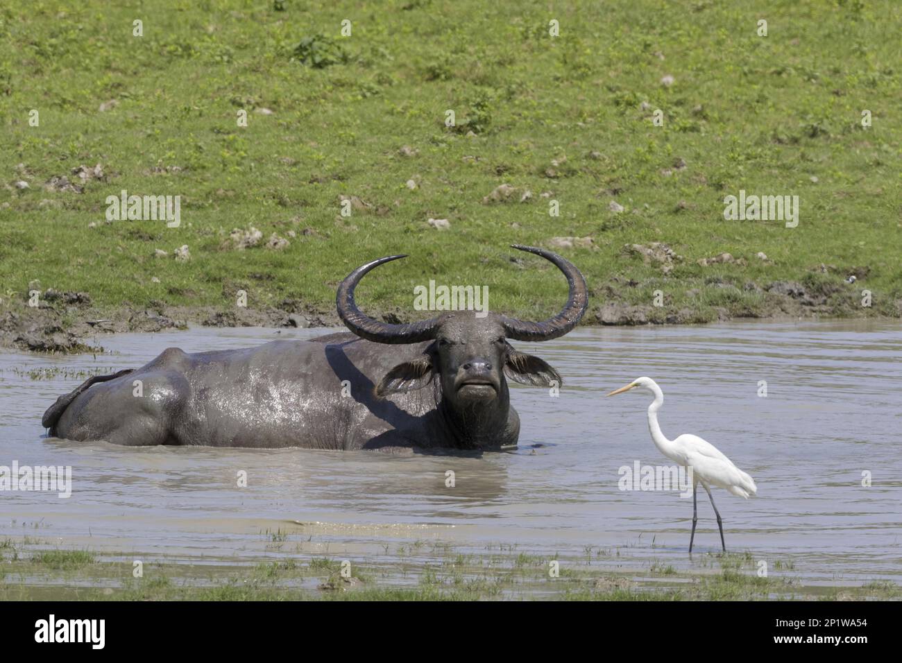 Water buffalo (Bubalus arnee) bathing in waterhole, Kaziranga National ...