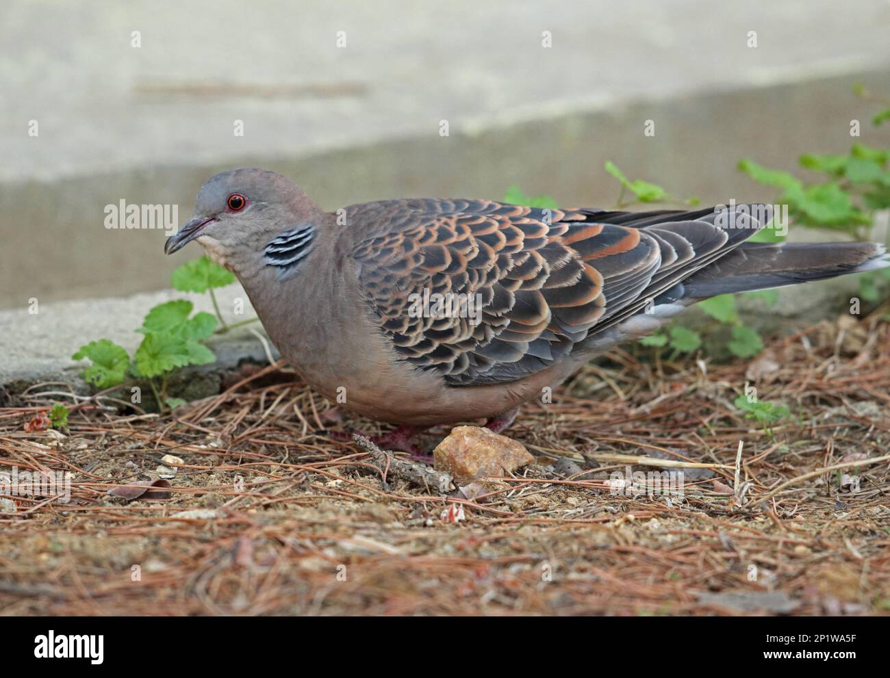 Oriental Turtle-Dove, Oriental Turtle-Doves, Pigeons, Animals, Birds ...