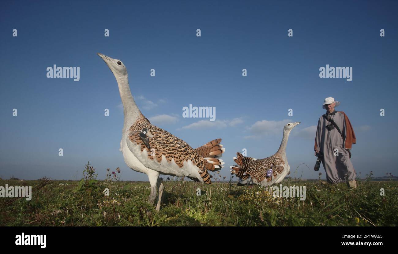Great bustard (Otis tarda), birds with people, Wiltshire, October 2015 ...