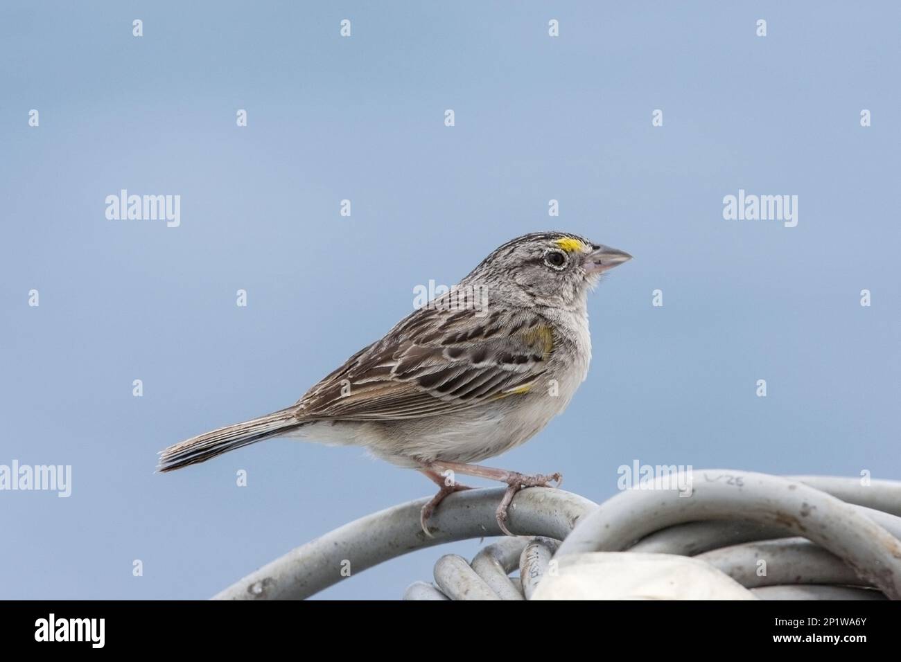 Grassland sparrow (Ammodramus humeralis) adult on a ship at sea near ...