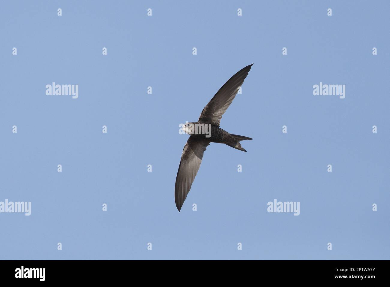 Apus apus pekinensis hi-res stock photography and images - Alamy