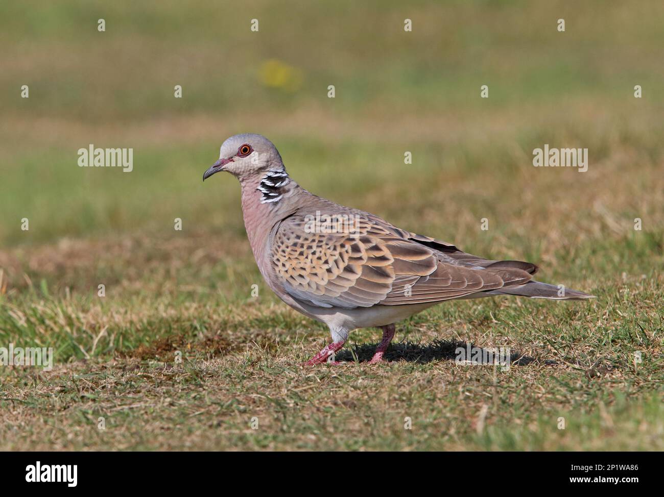 Turtle dove british hi-res stock photography and images - Alamy