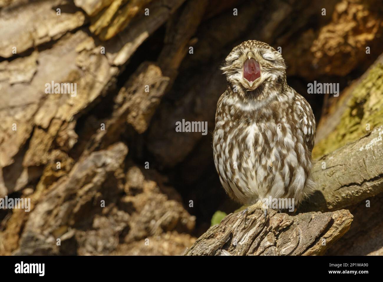 Little Owl (Athene noctua) adult yawning, perched in dead tree, South ...