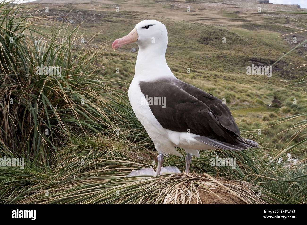 Black-browed Albatross (Thalassarche melanophris) adult standing on ...