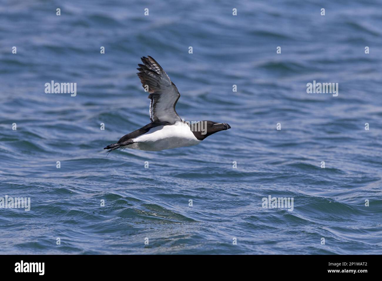 Razorbill (Alca torda) adult, breeding feather, flying over the sea ...