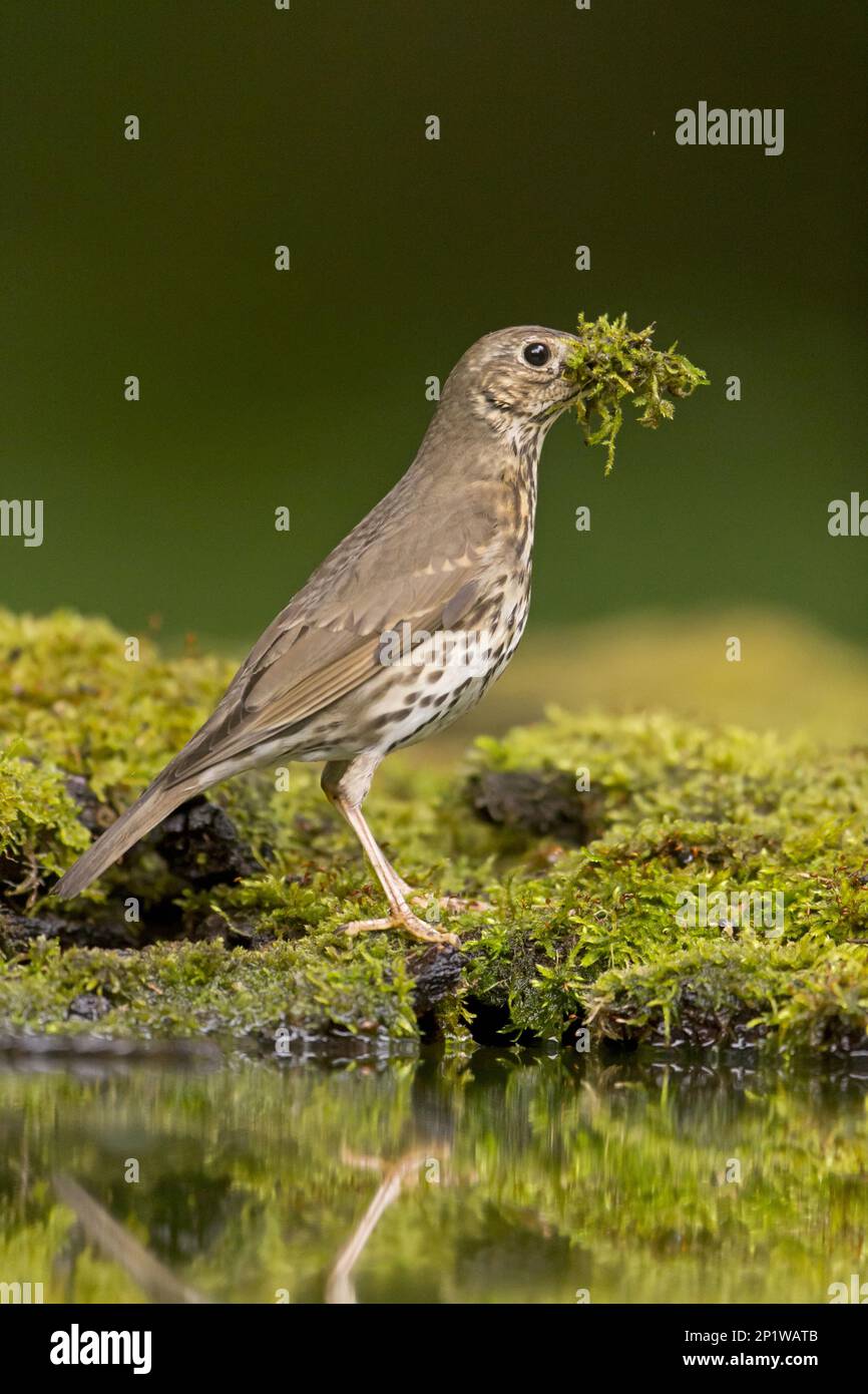 Song Thrush (Turdus philomeos) adult, standing at waters edge with ...