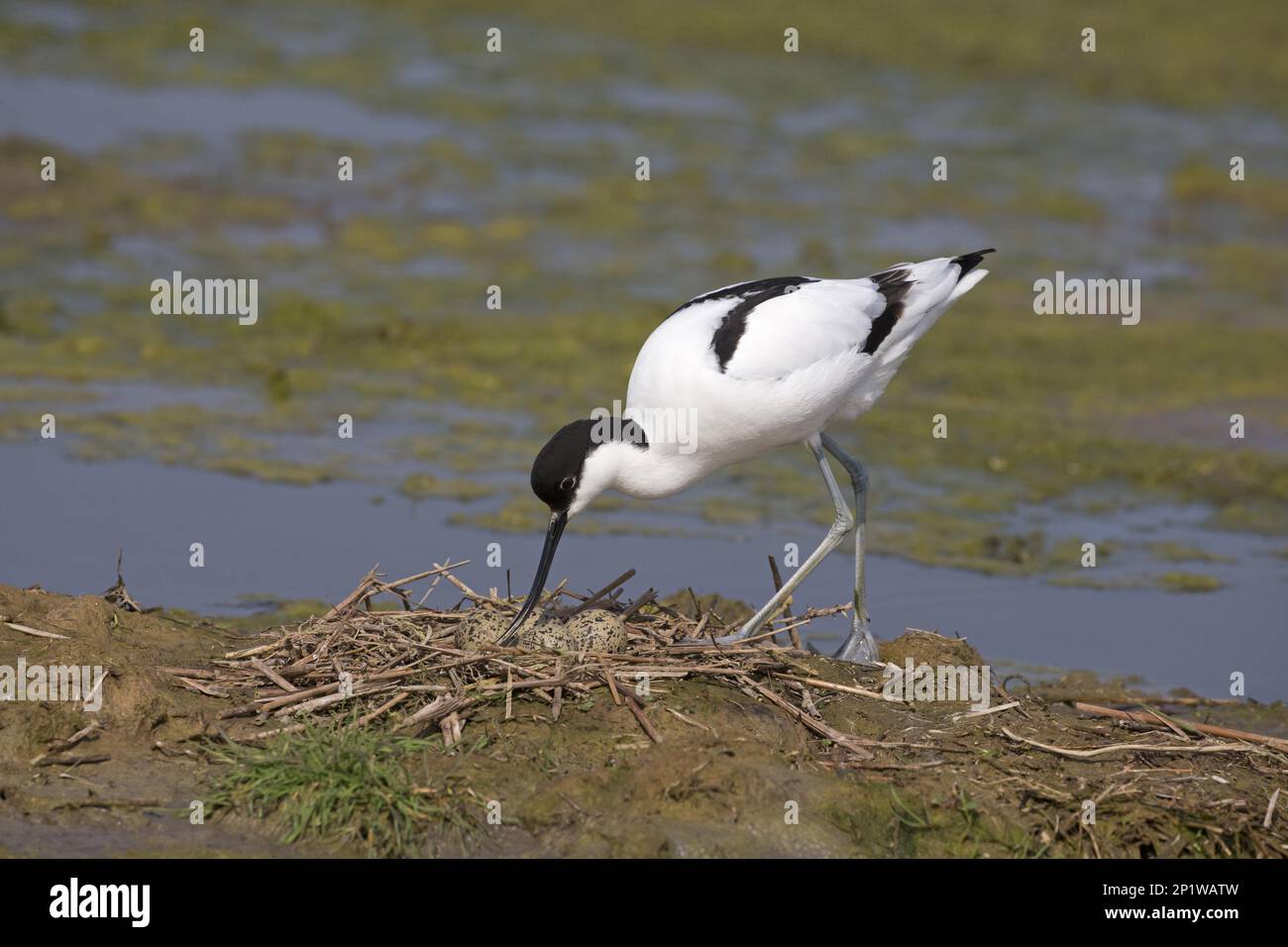 Adult turning eggs hi-res stock photography and images - Alamy