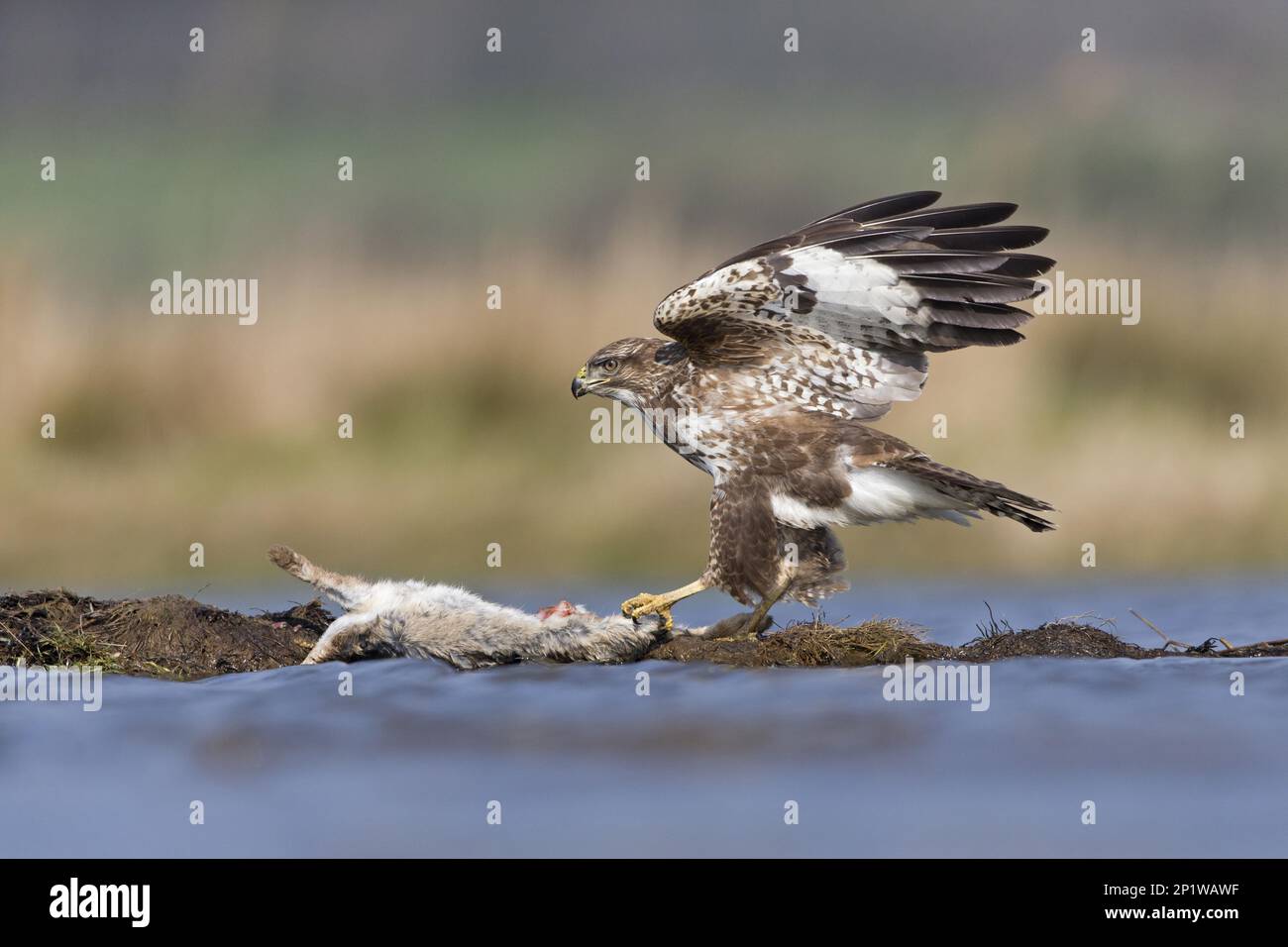Carrion eating hi-res stock photography and images - Alamy
