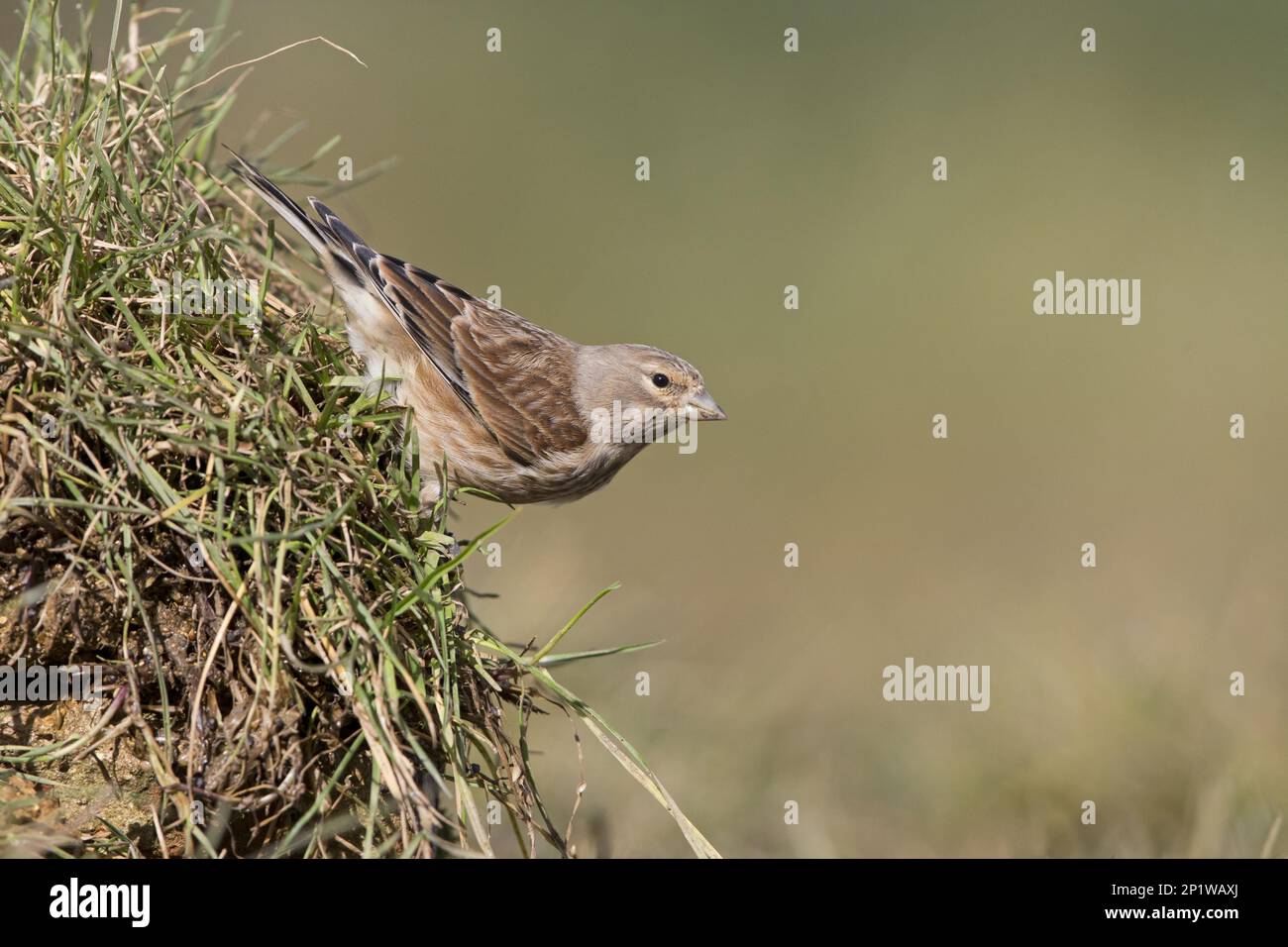 Linnets male winter hi-res stock photography and images - Alamy