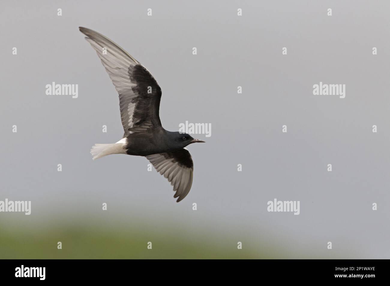 White-Winged Black Tern (Chlidonias leucoptera) summer plumage adult ...