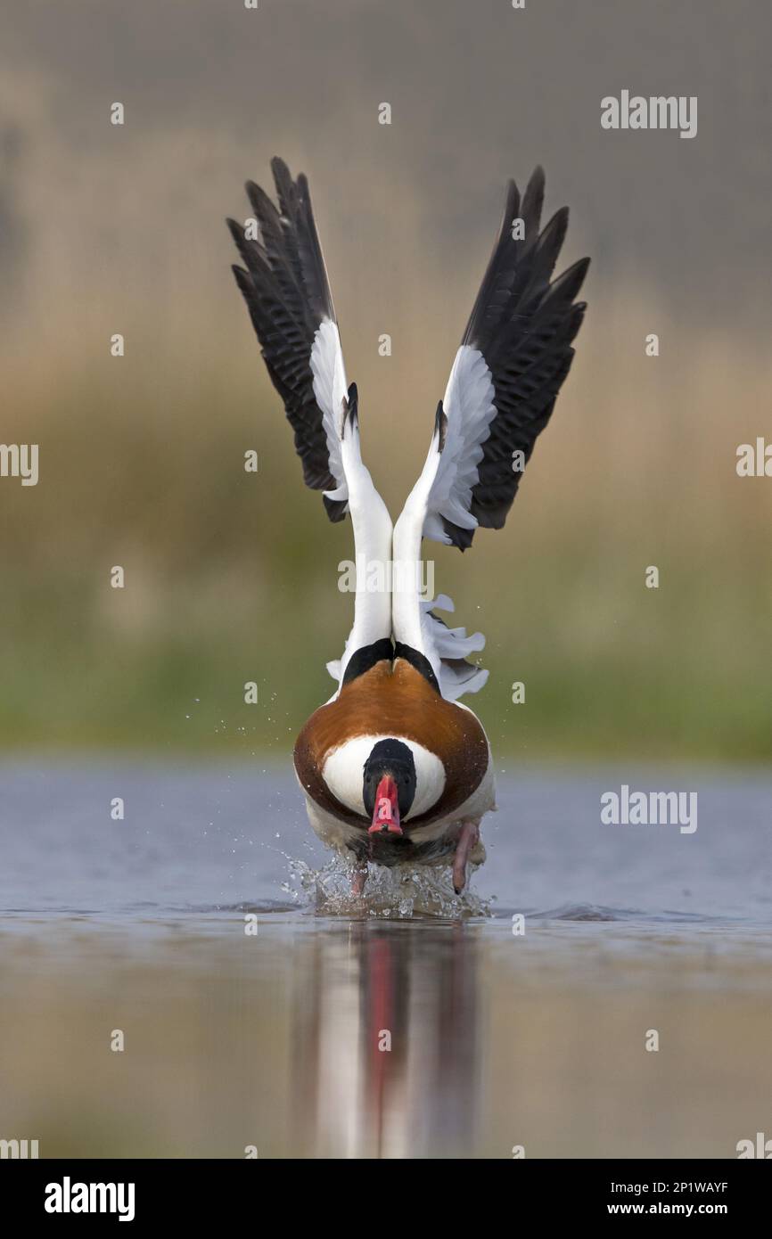 Common Shelduck (Tadorna tadorna) adult male, flying, taking off from ...