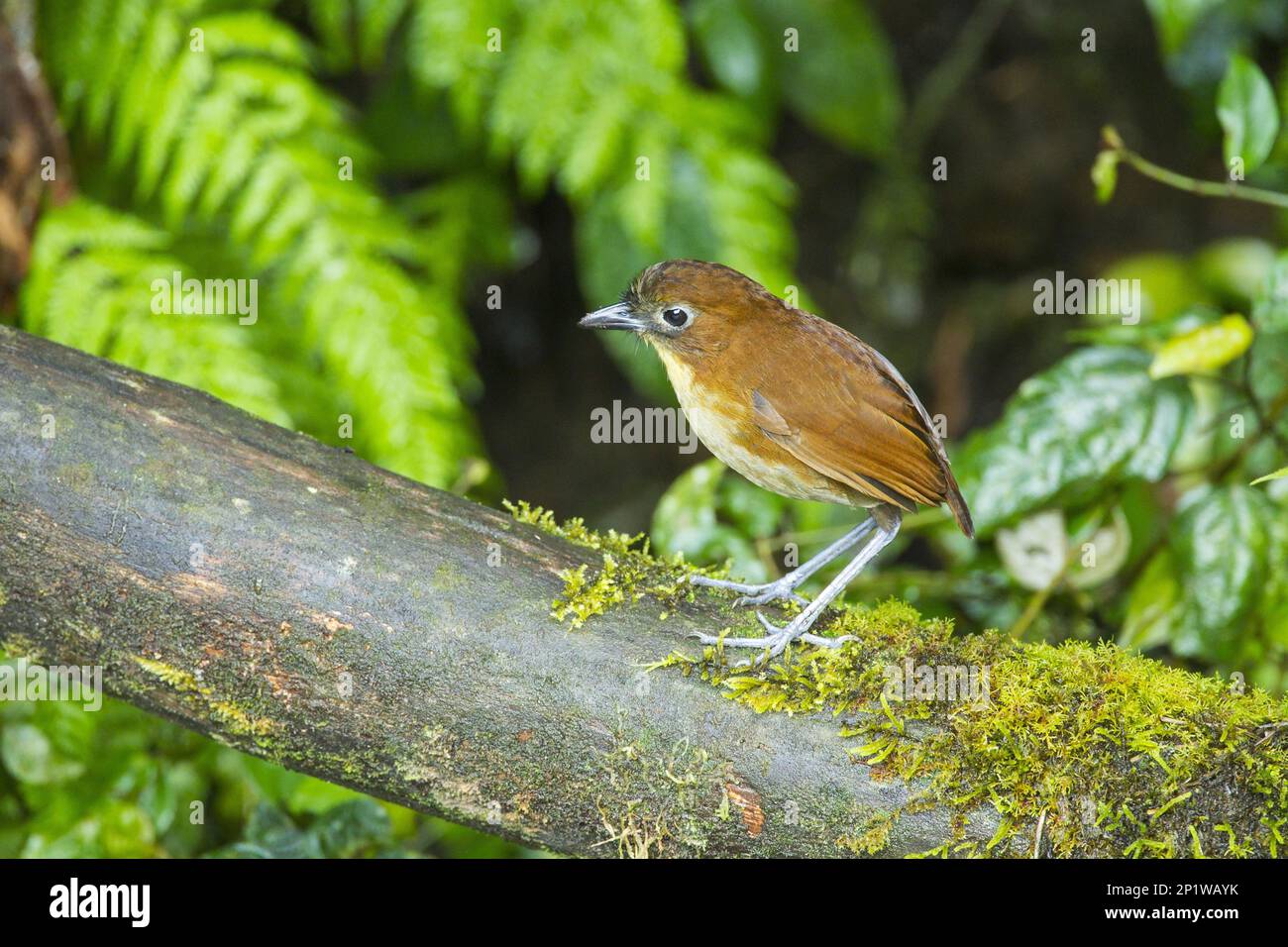 Yellow-breasted Antpitta (Grallaria flavotincta) bird standing on tree ...