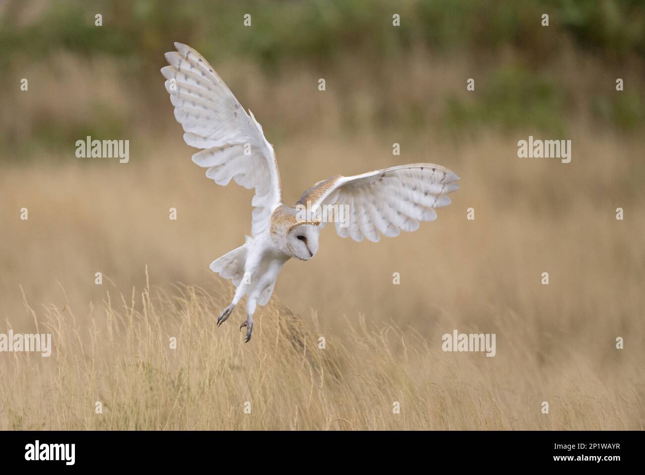Common barn owl (Tyto alba) adult, flying over grassland, Suffolk ...