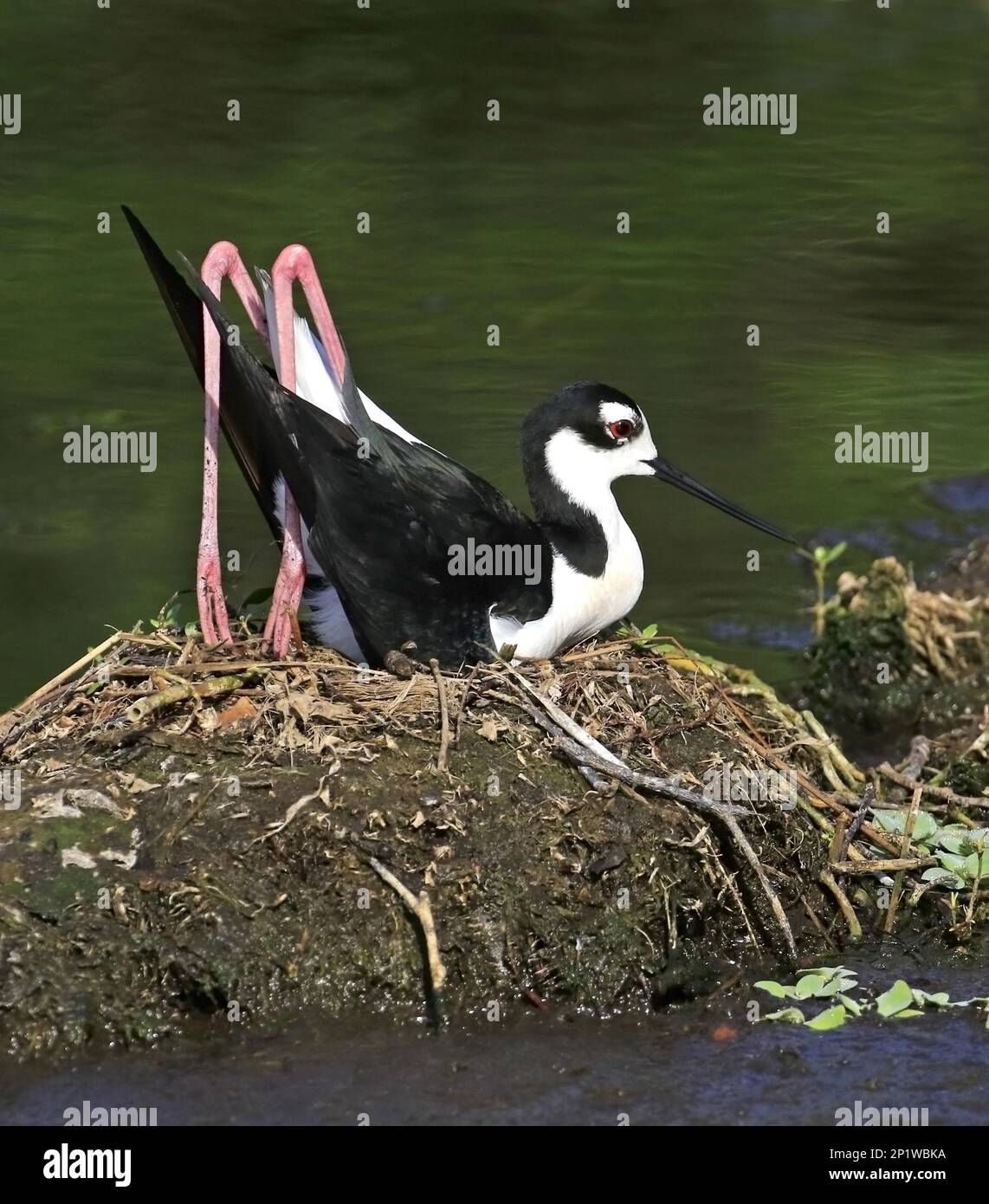 Black-necked Black-winged Stilt, American Stilt, American Stilt ... Black-necked Black-winged Stilt, American Stilt, American Stilt ...