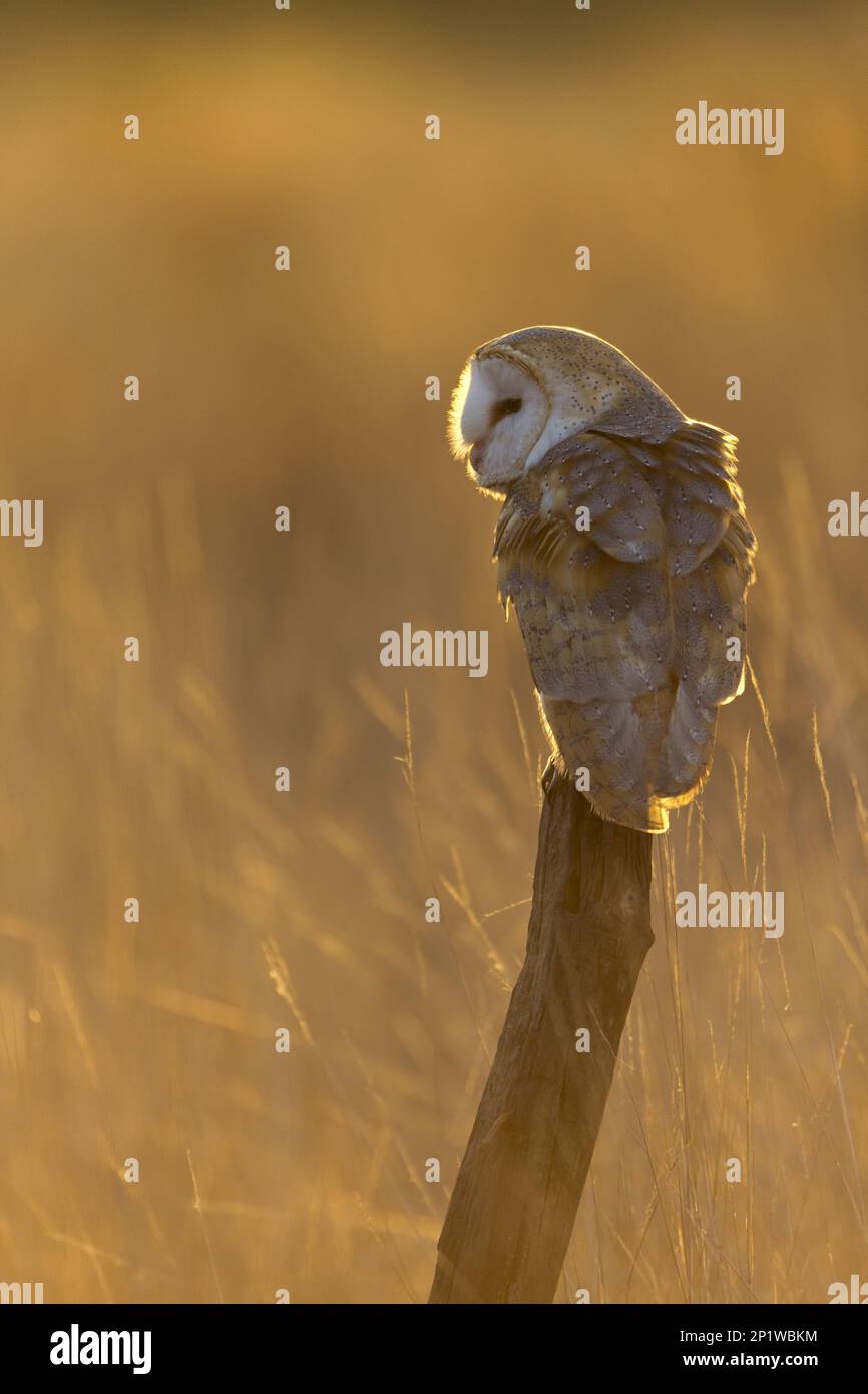 Common barn owl (Tyto alba) adult, perched on a post in grassland, edge ...