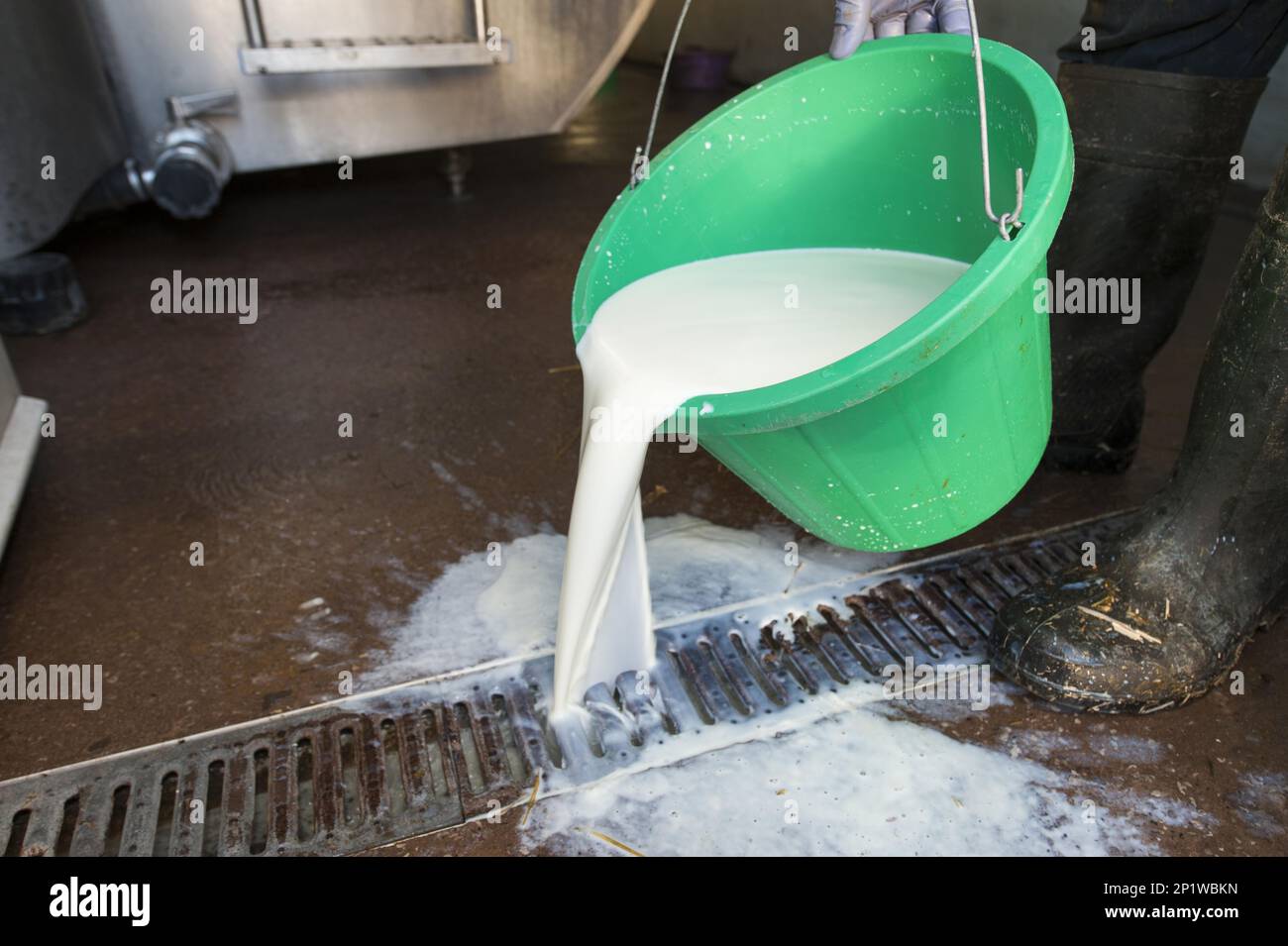 Farmers pour buckets of milk down the drain as it is worth nothing ...