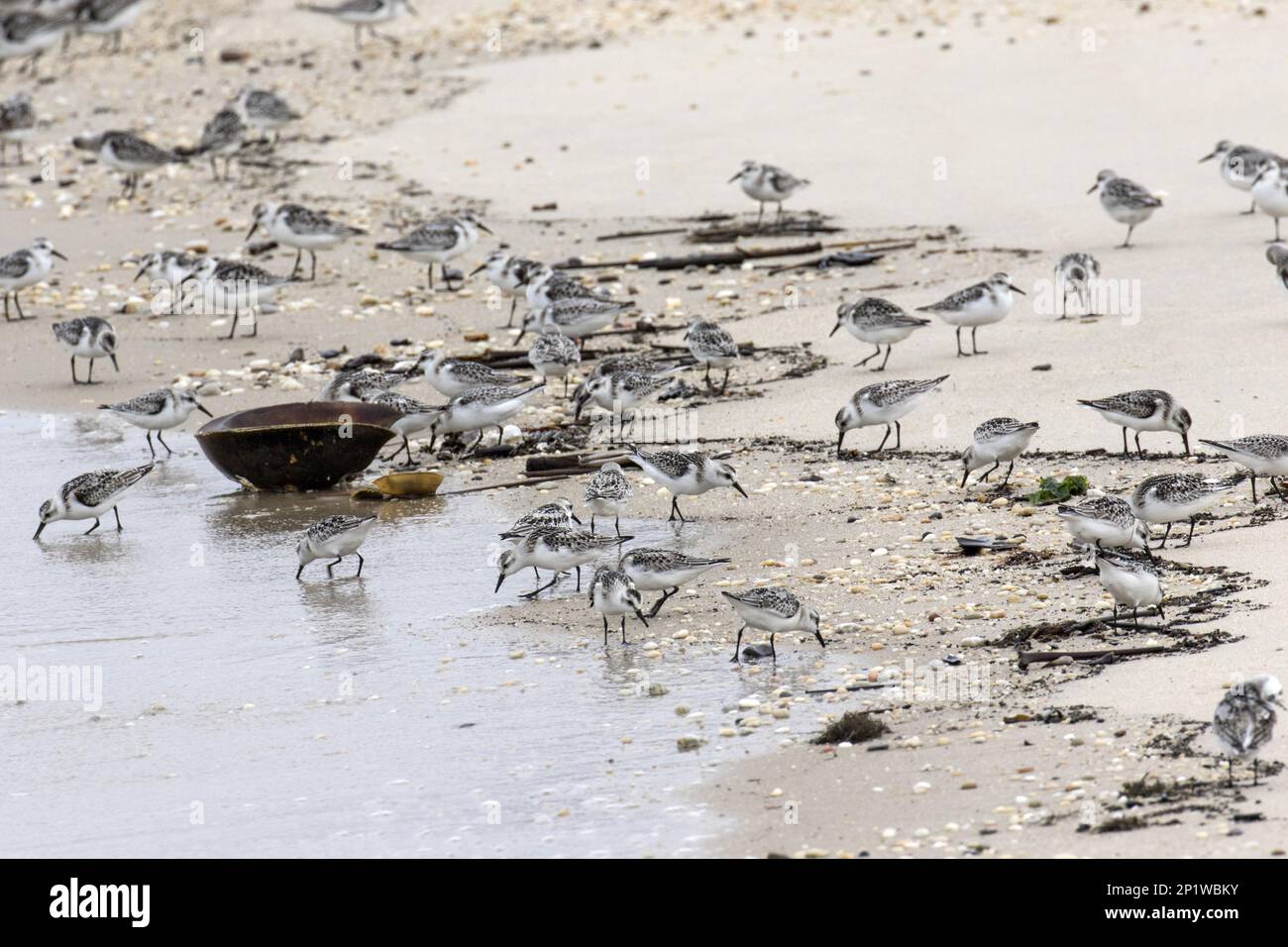 Horseshoe crab tank hi-res stock photography and images - Alamy