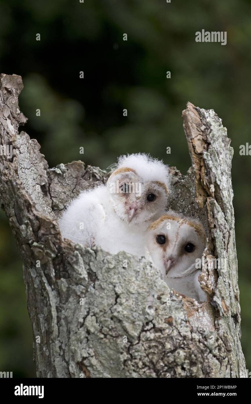 Common barn owl (Tyto alba) 2 chicks, in nest cavity in tree trunk ...