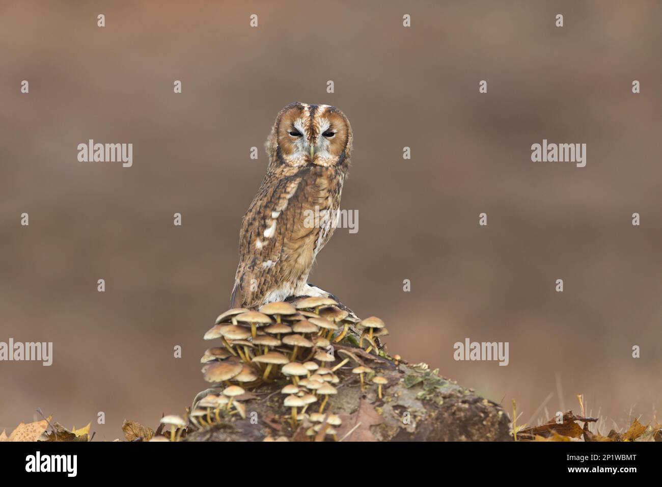 Raised tuft hi-res stock photography and images - Alamy