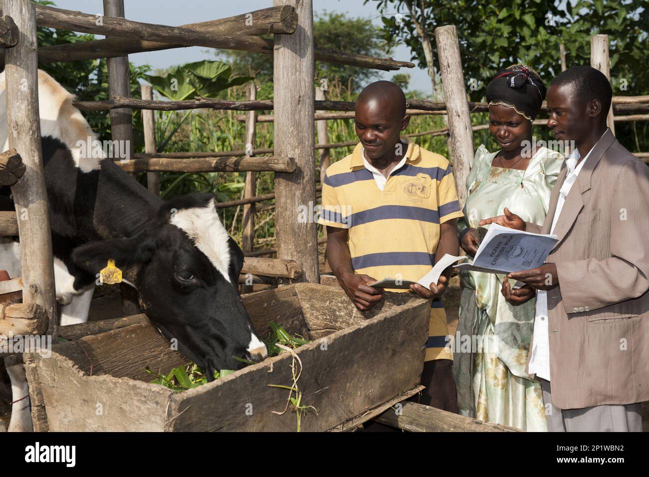 Farmer with adviser looking at milk records for dairy cows, Uganda ...
