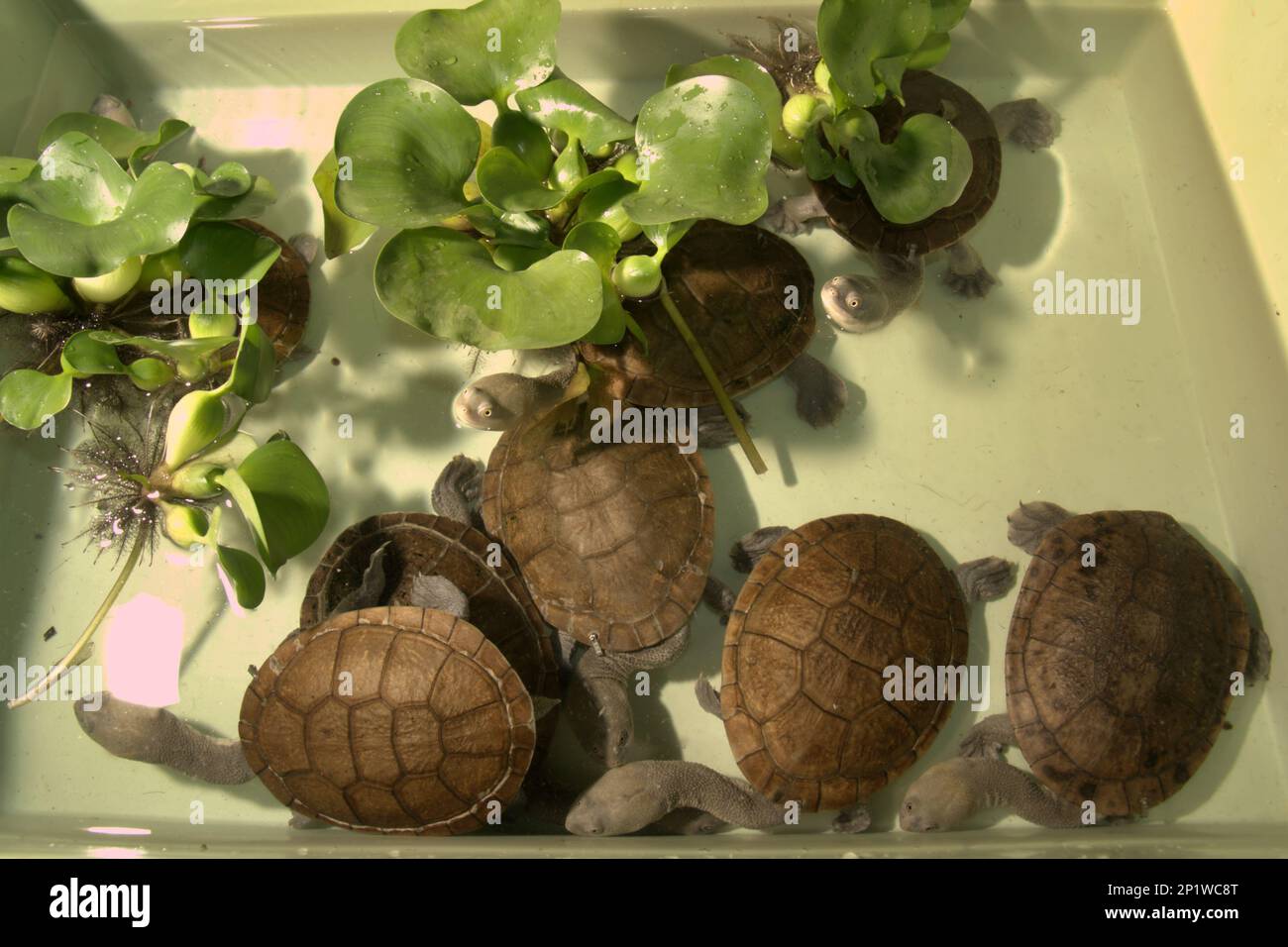 Freshwater turtles that are threatened by extinction risk (critically ...