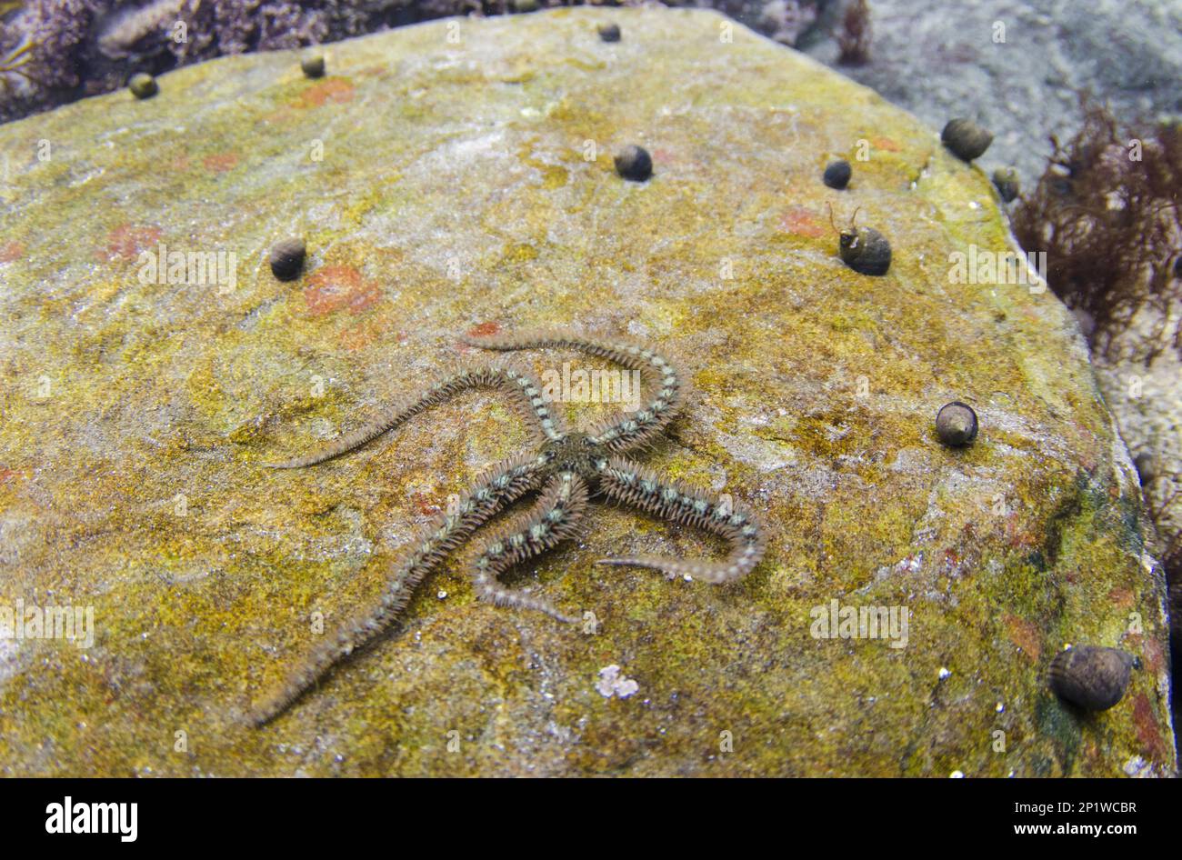 Common Brittlestar (Ophiothrix fragilis) adult, in rockpool, Seahouses ...