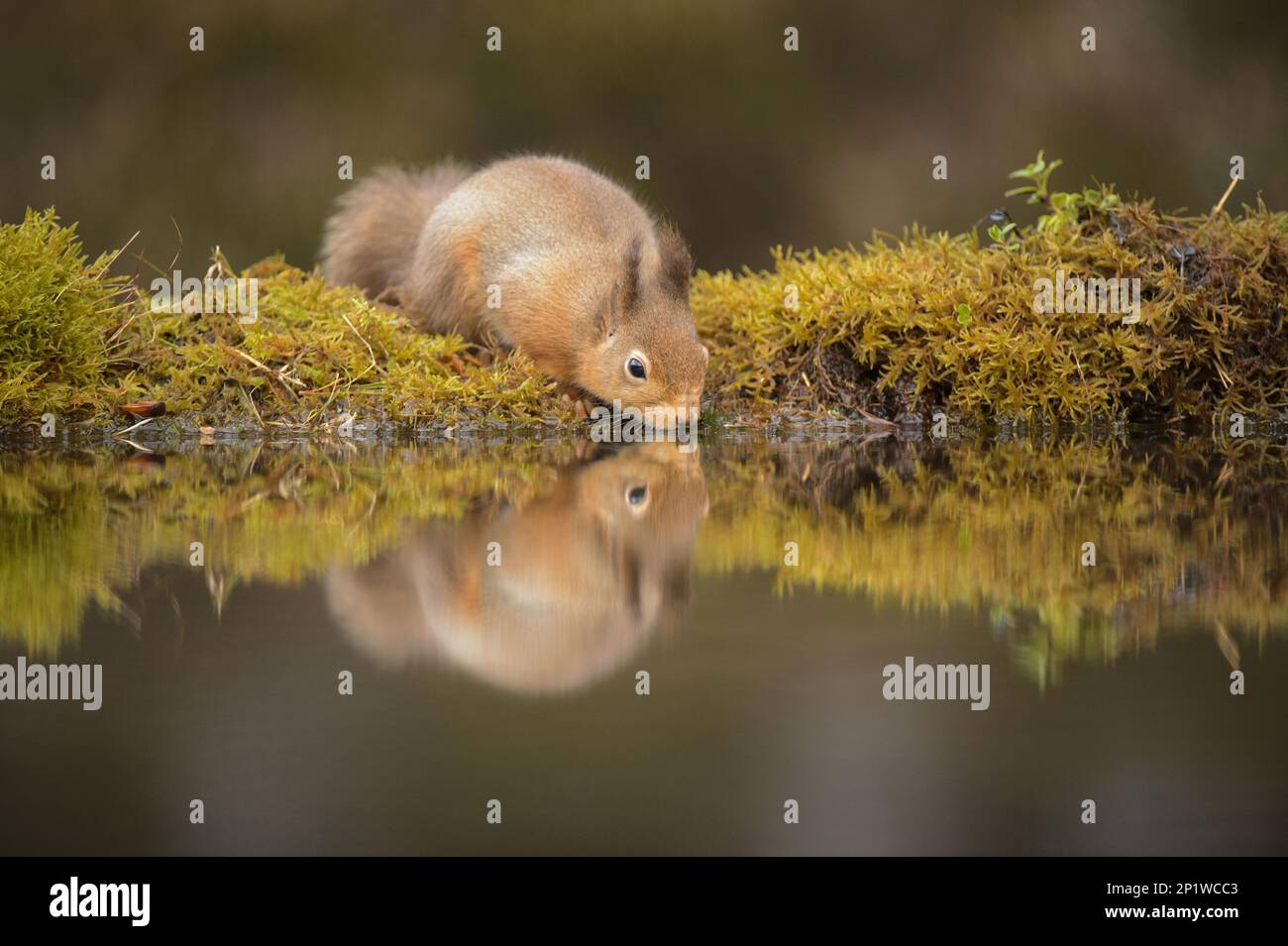 Eurasian red squirrel (Sciurus vulgaris), Squirrels, Rodents, Mammals ...