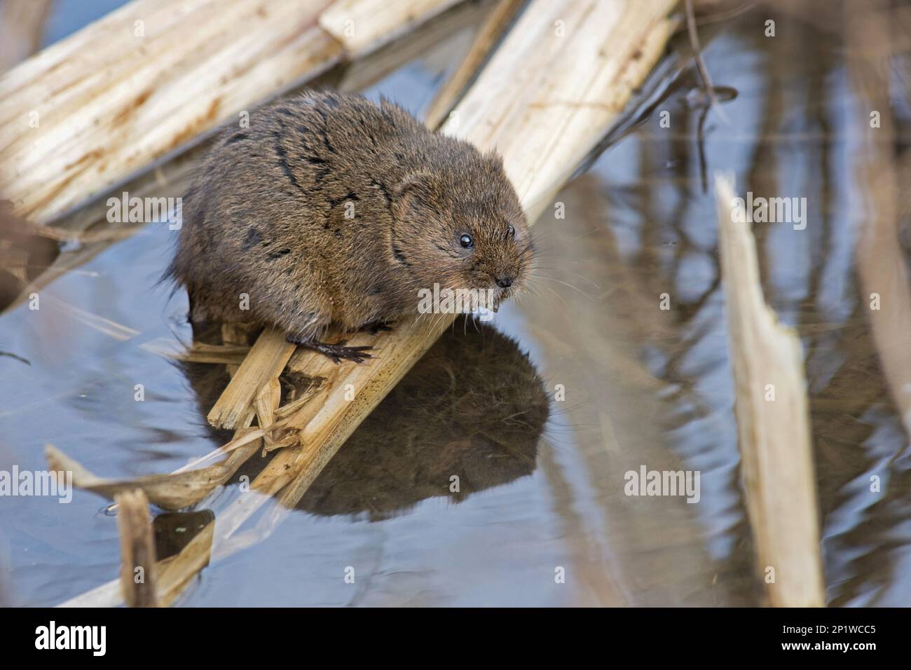 British water rat hi-res stock photography and images - Alamy