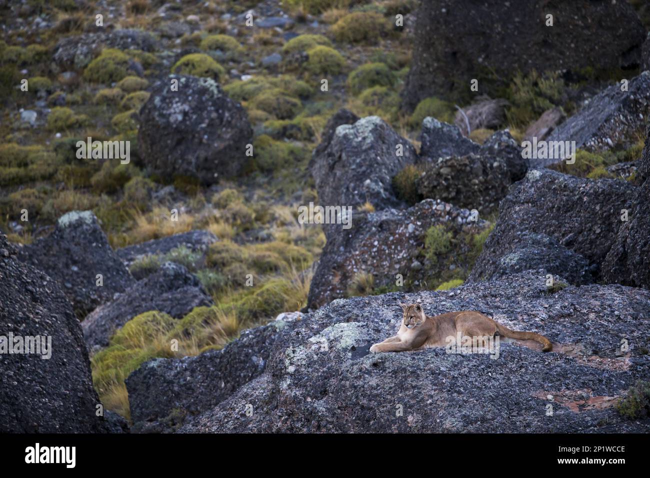 Southern South American Cougar, Southern South American Pumas, Felis ...