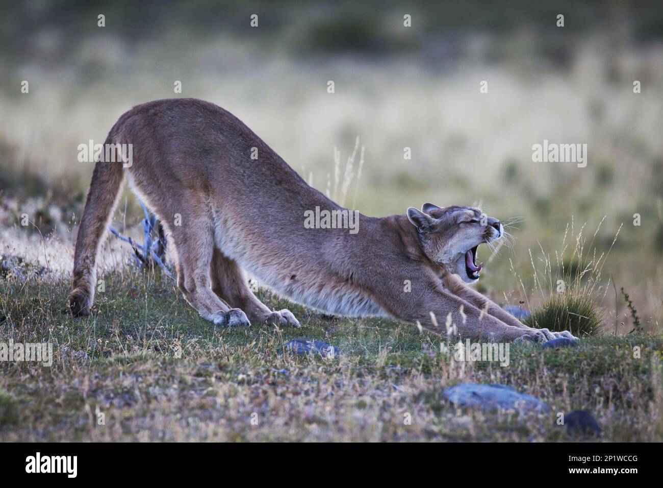 Southern South American Cougar, Southern South American Pumas, Felis ...