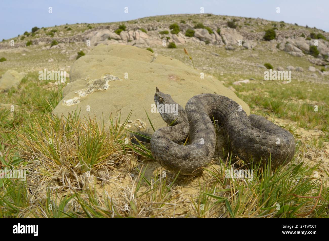 European Horned Viper, Sand Viper, Sand Adder, European Horned Vipers ...