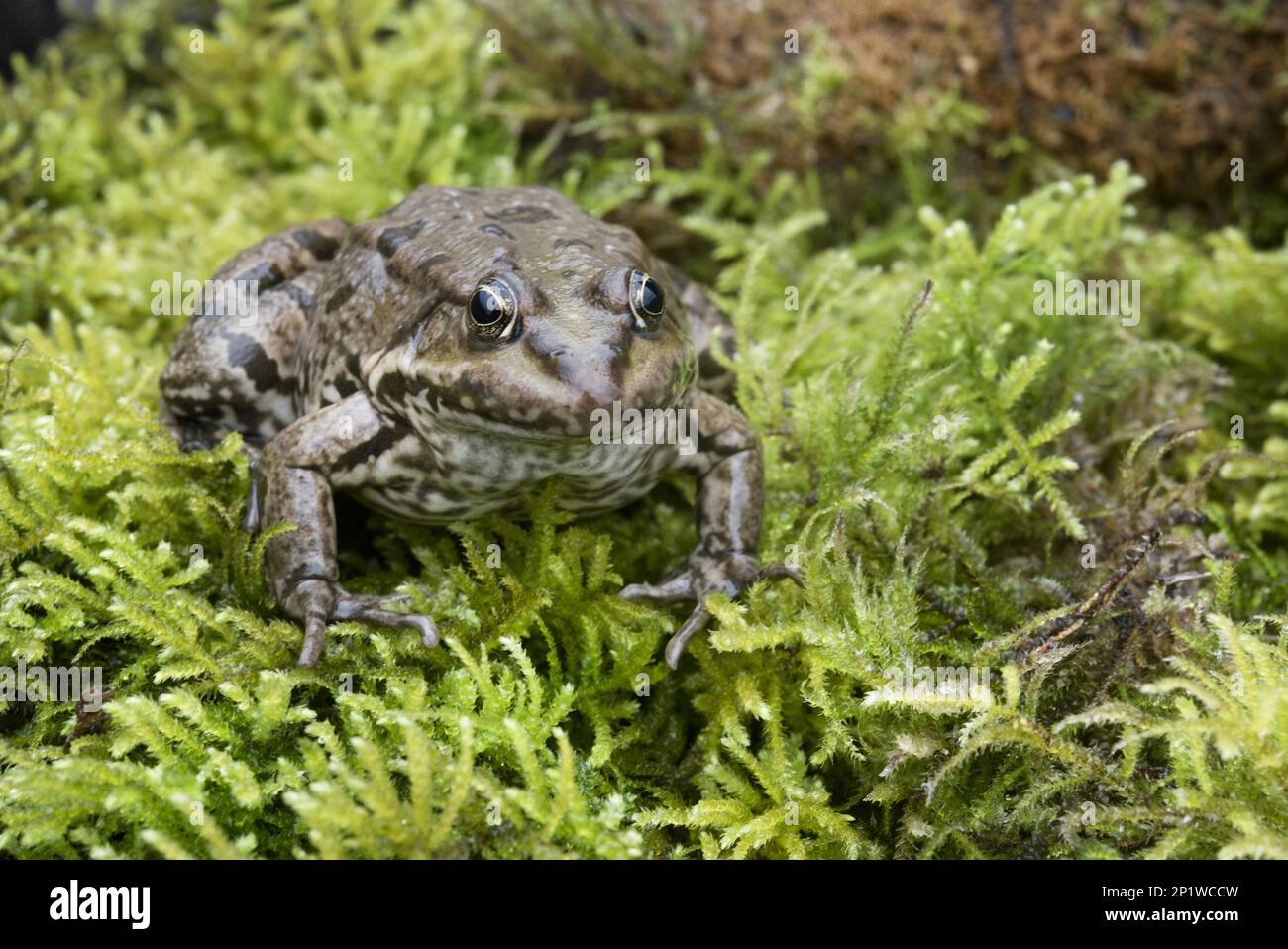 Marsh Frog (Pelophylax ridibundus) introduced species, adult, sitting ...