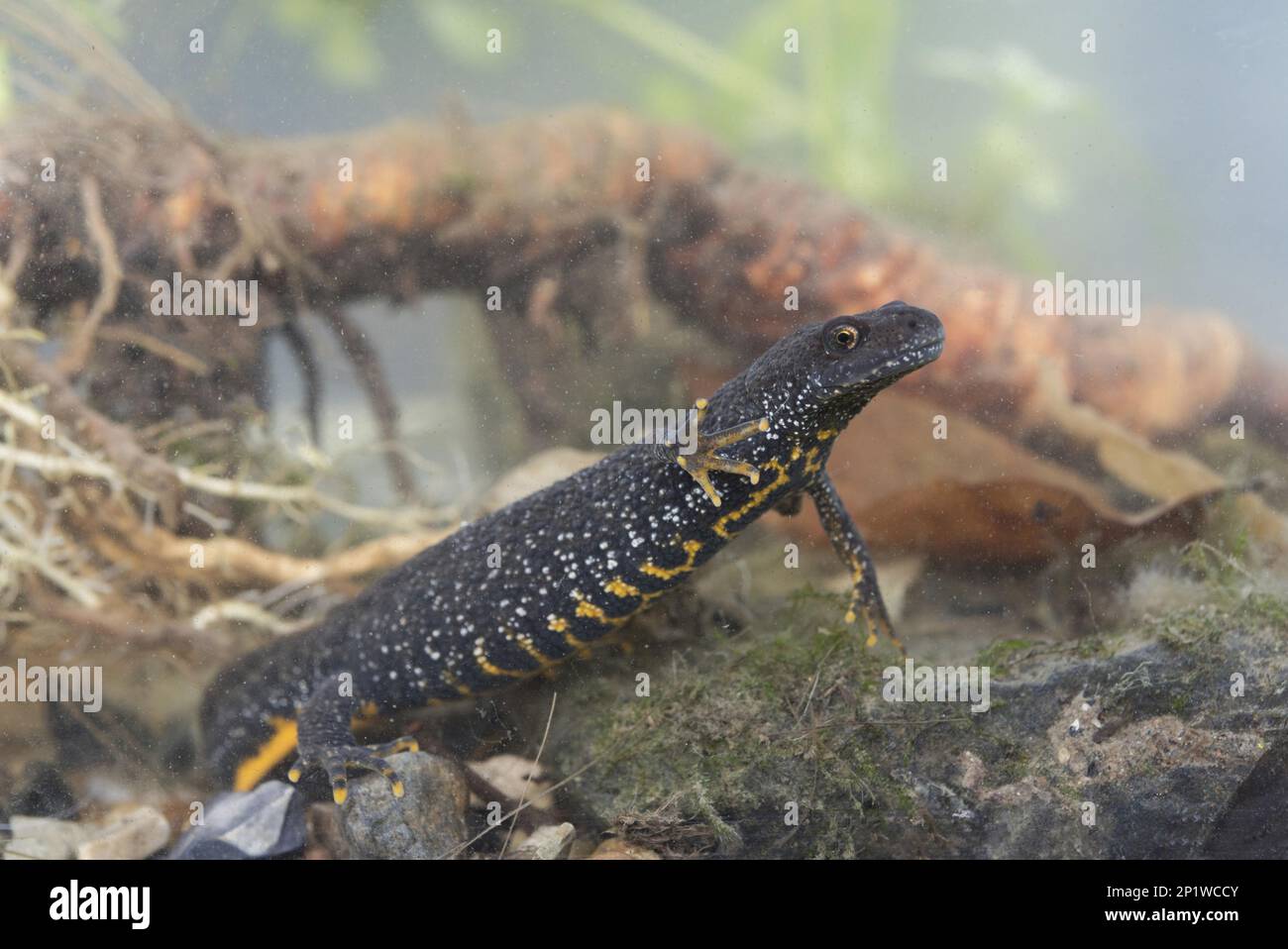 Newts of the world hi-res stock photography and images - Alamy