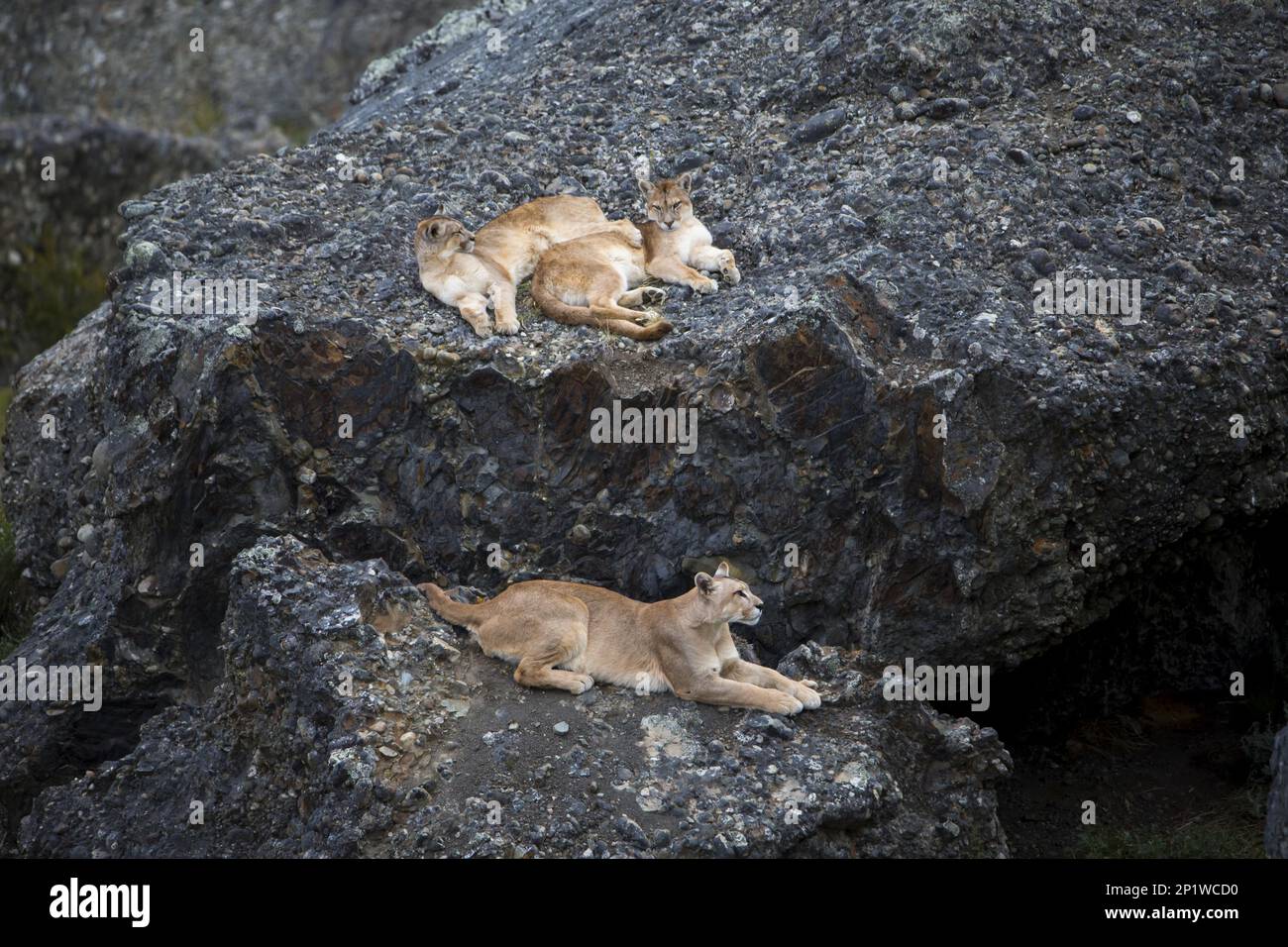 Southern South American Cougar, Southern South American Pumas, Felis ...