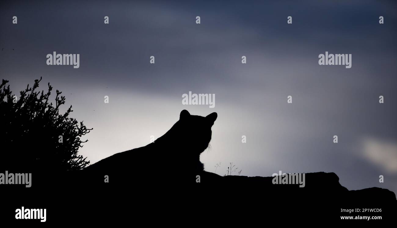 Southern South American Cougar, Southern South American Pumas, Felis ...