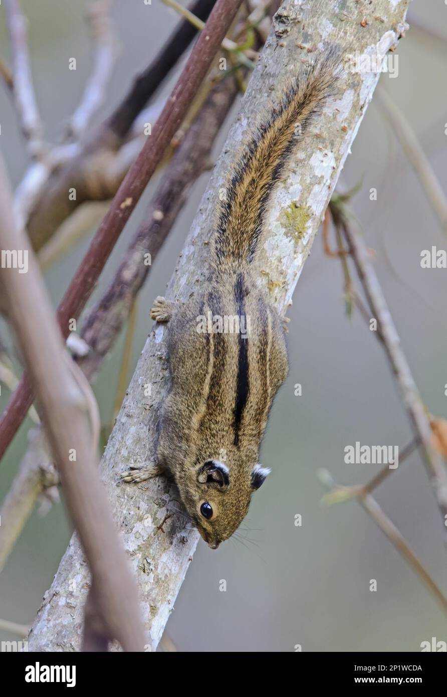 Tamiops macclellandii, himalayan striped squirrel (Tamiops mcclellandii ...