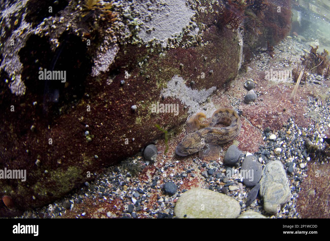 Viviparous Eelpout (Zoarces viviparus) adult, in rockpool, Seahouses ...