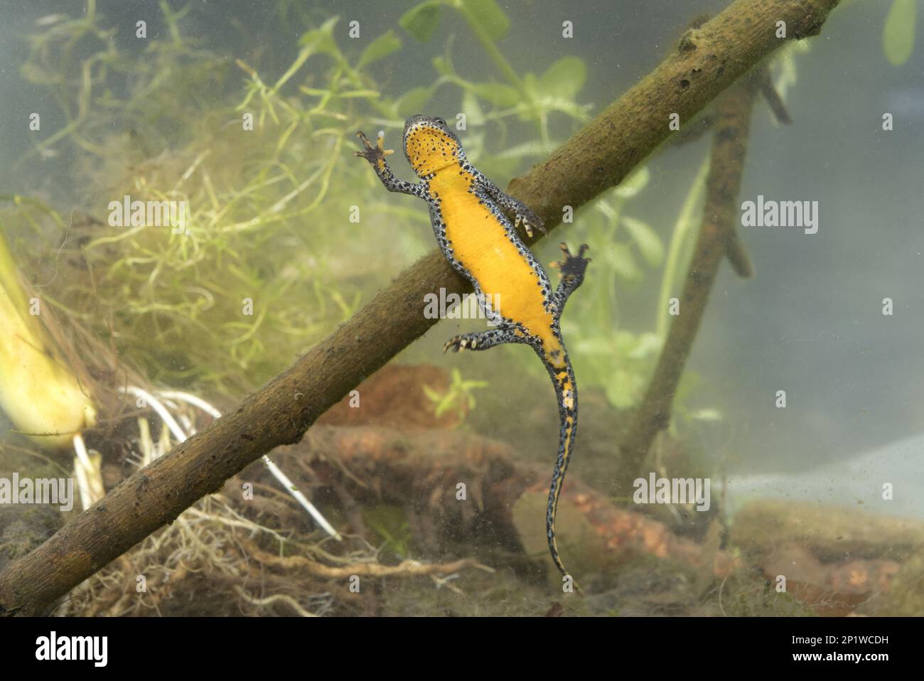Alpine Newt (Mesotriton alpestris) introduced species, adult female ...